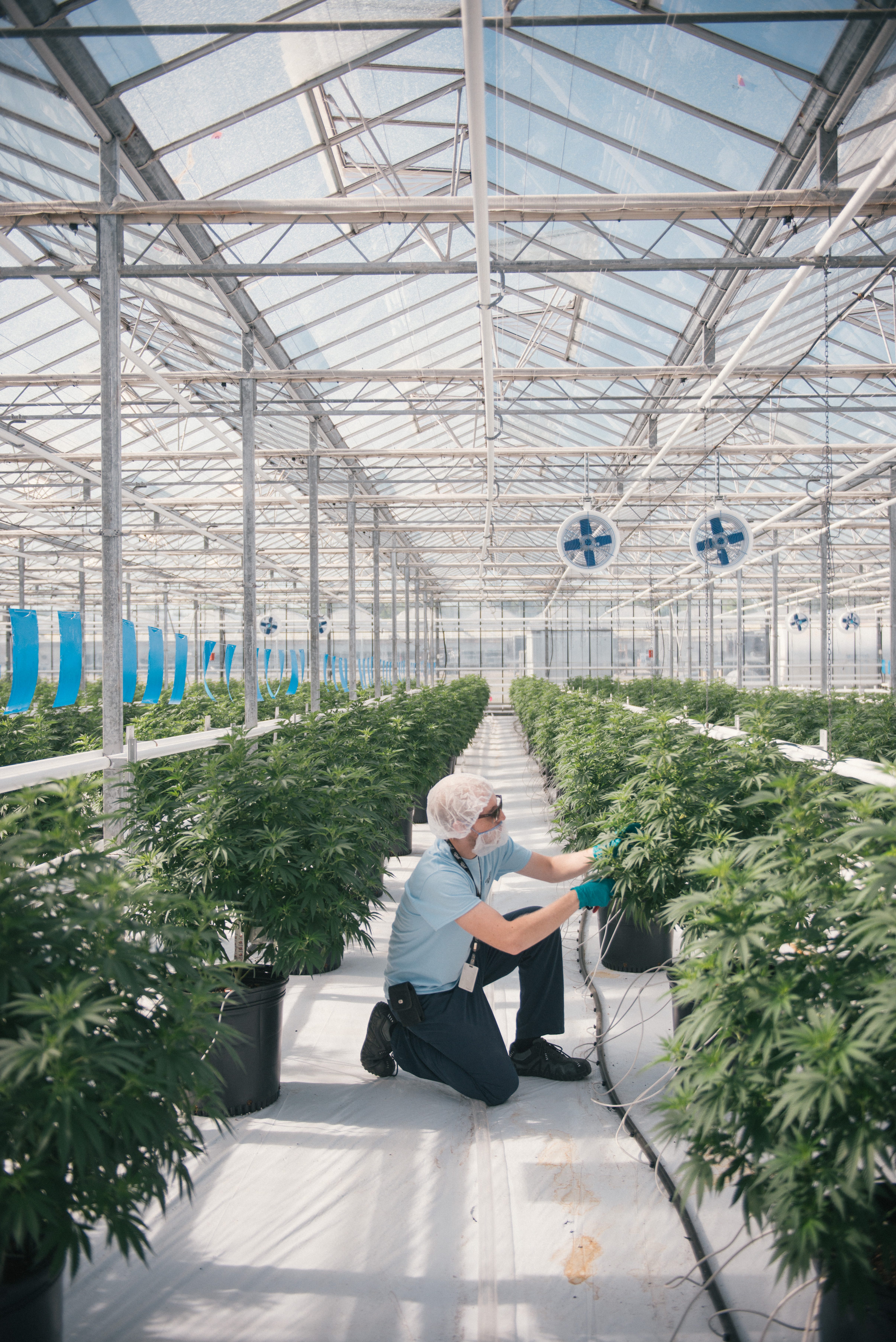 Binghamton hemp processing plant a $150M investment