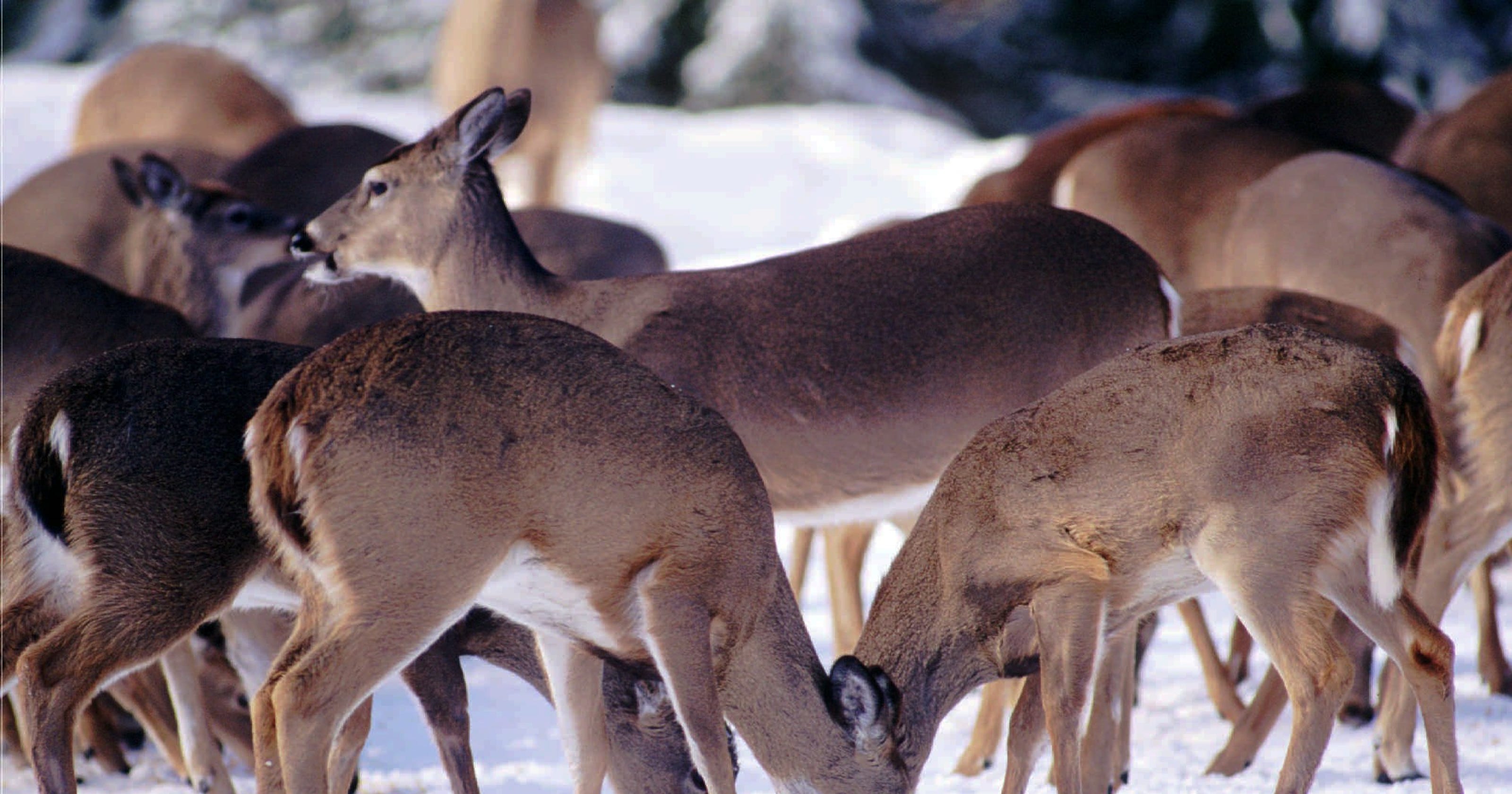 Michigan hunter rescued after dangling upside down in tree stand