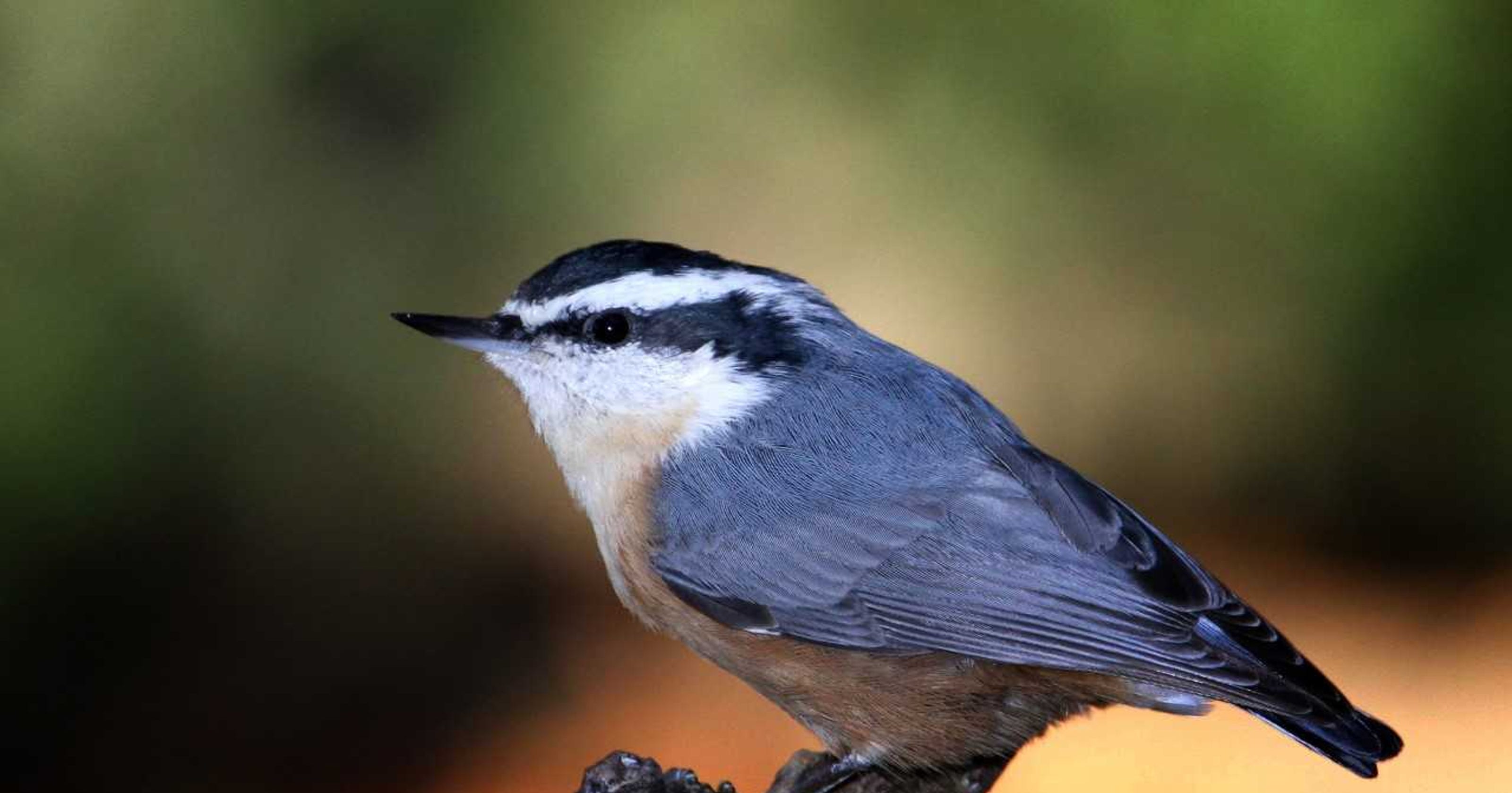 For the Birds: Winter finches expected from Canadian drought