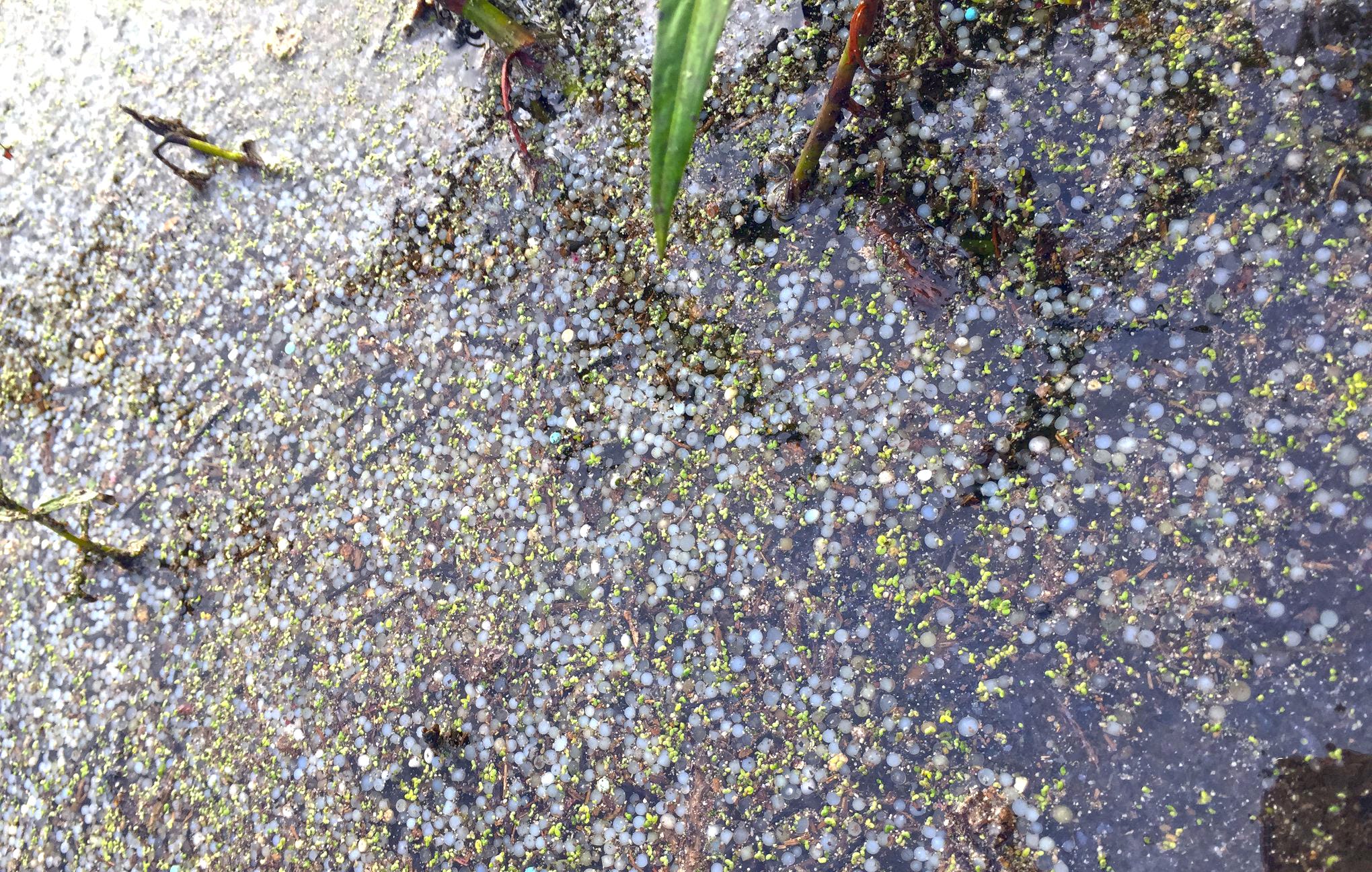What you need to know about nurdles and the threat to marine life