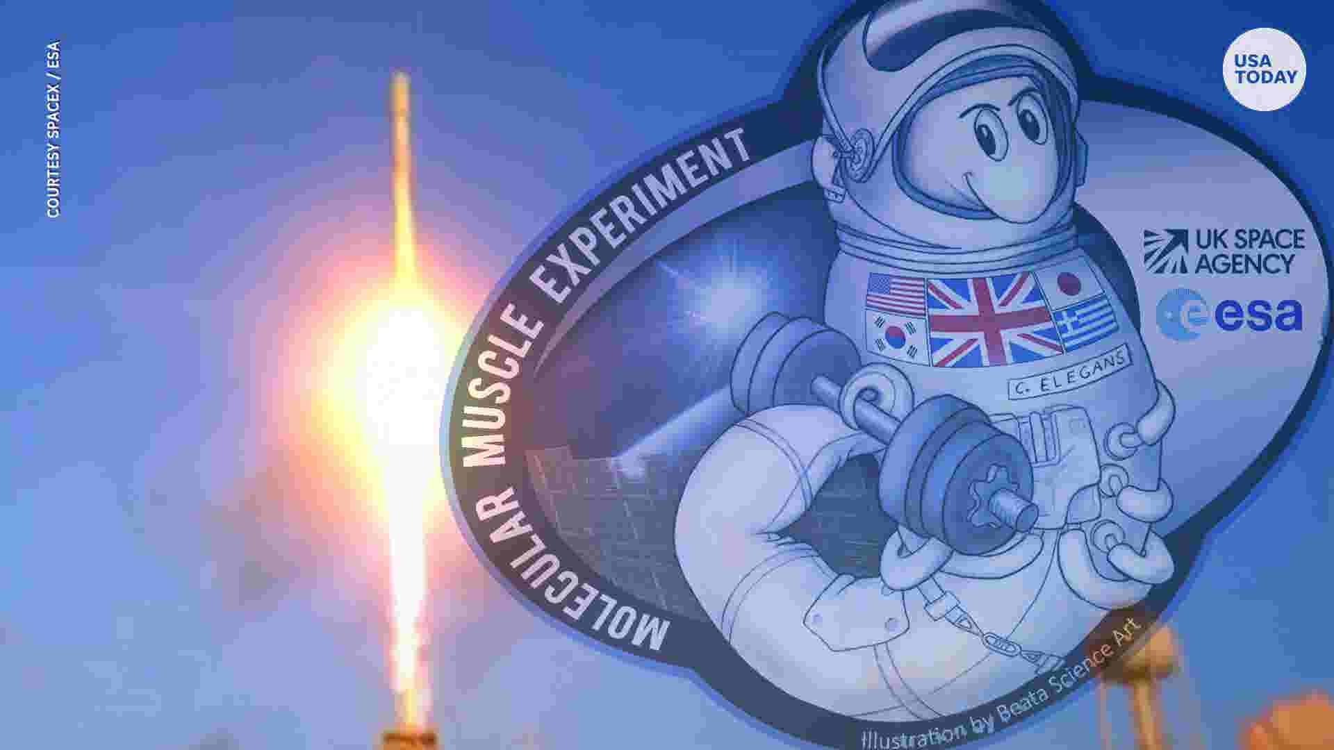 Space worms may help get astronauts to Mars