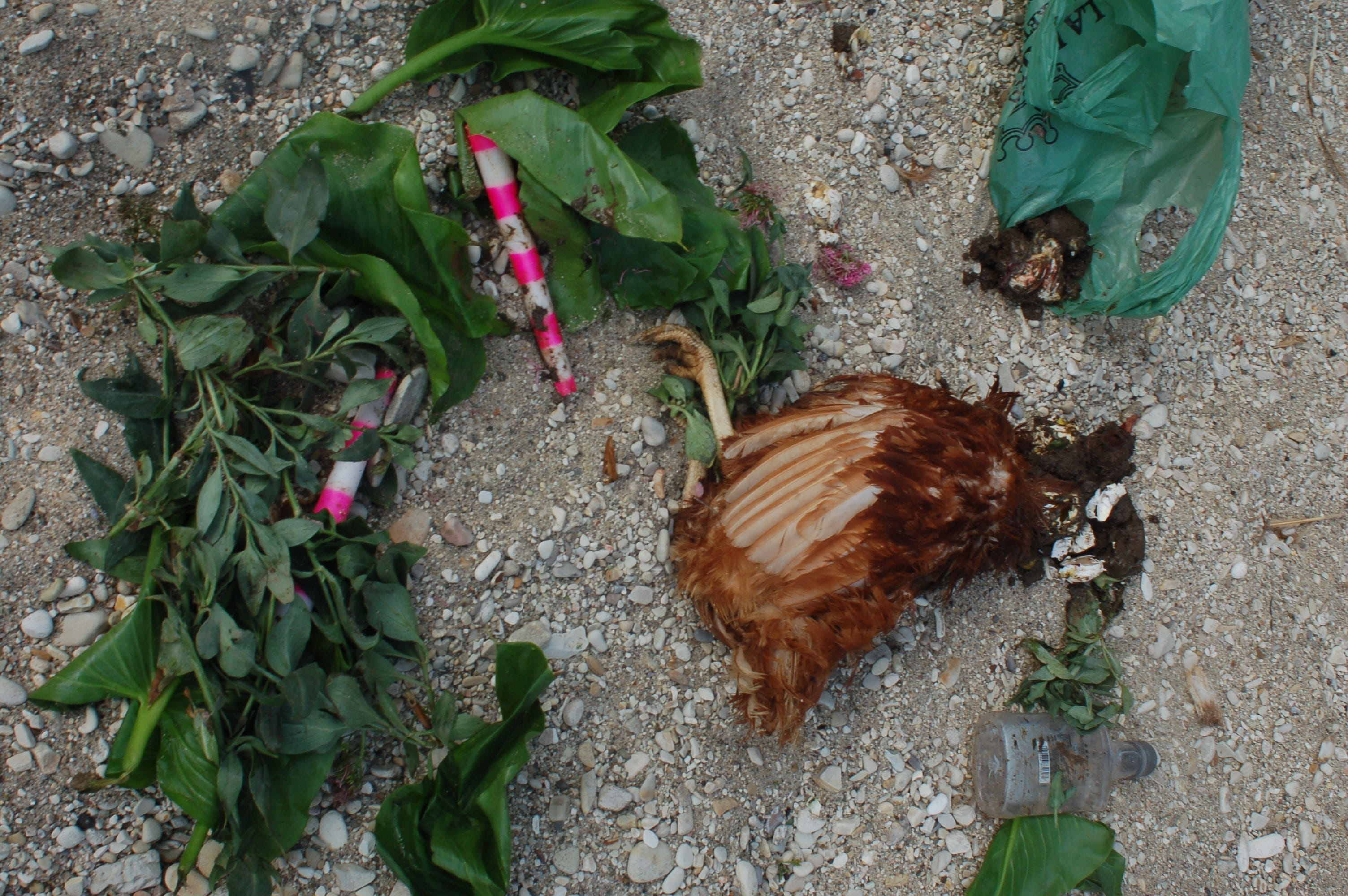 Reward offered for info on animals allegedly mutilated in Monterey County