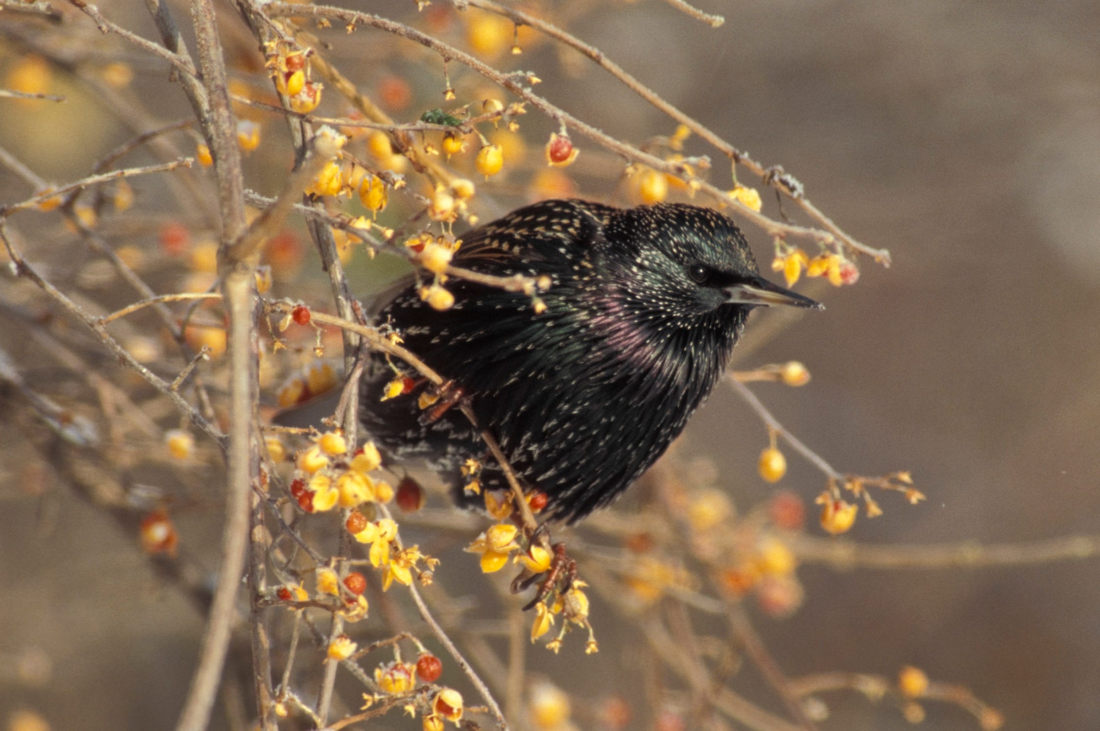USDA poisoning European starlings with toxic avicide in N. Nevada