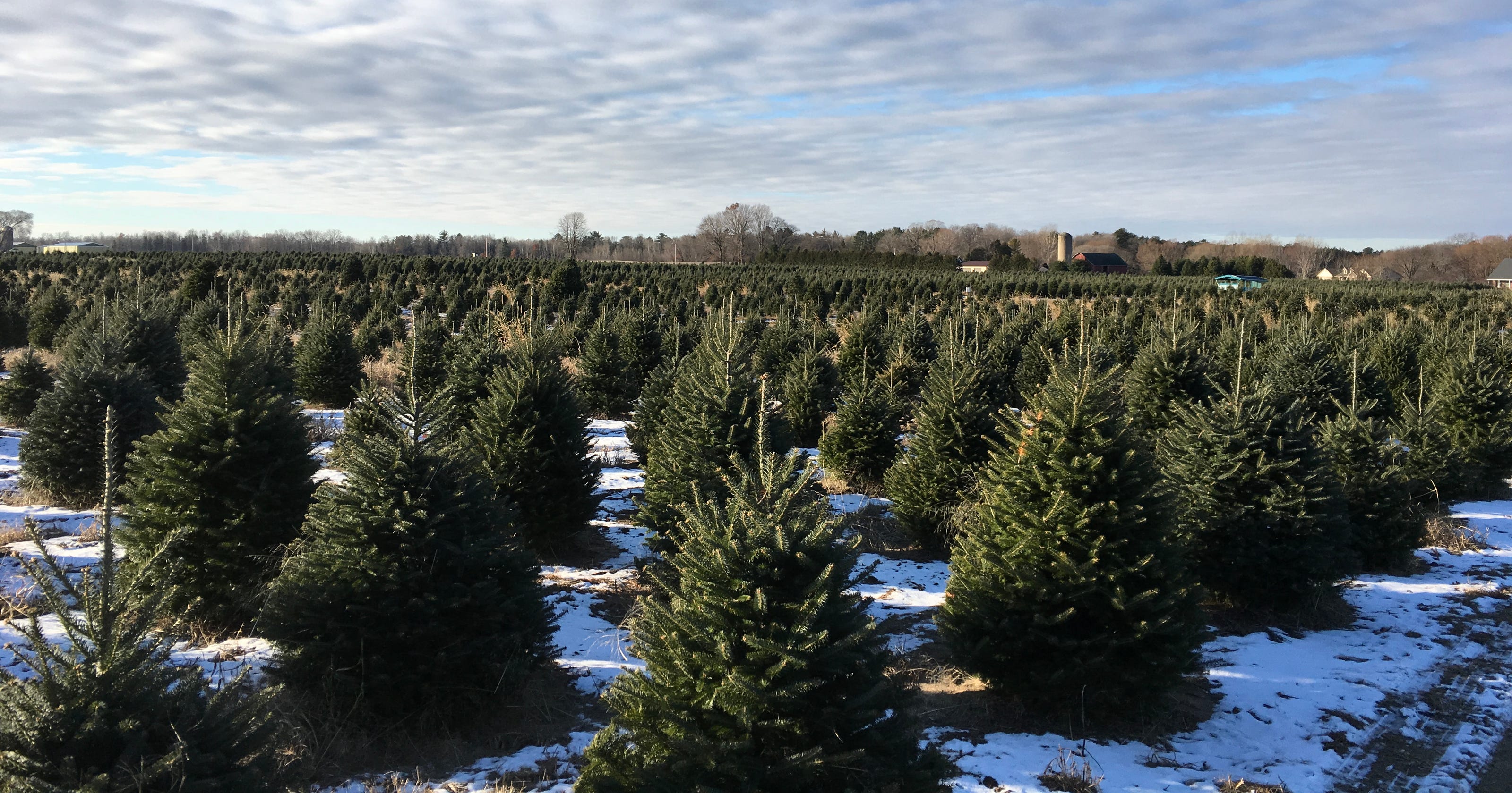 Whispering Pines Tree Farm makes people happy with hard work, good soil