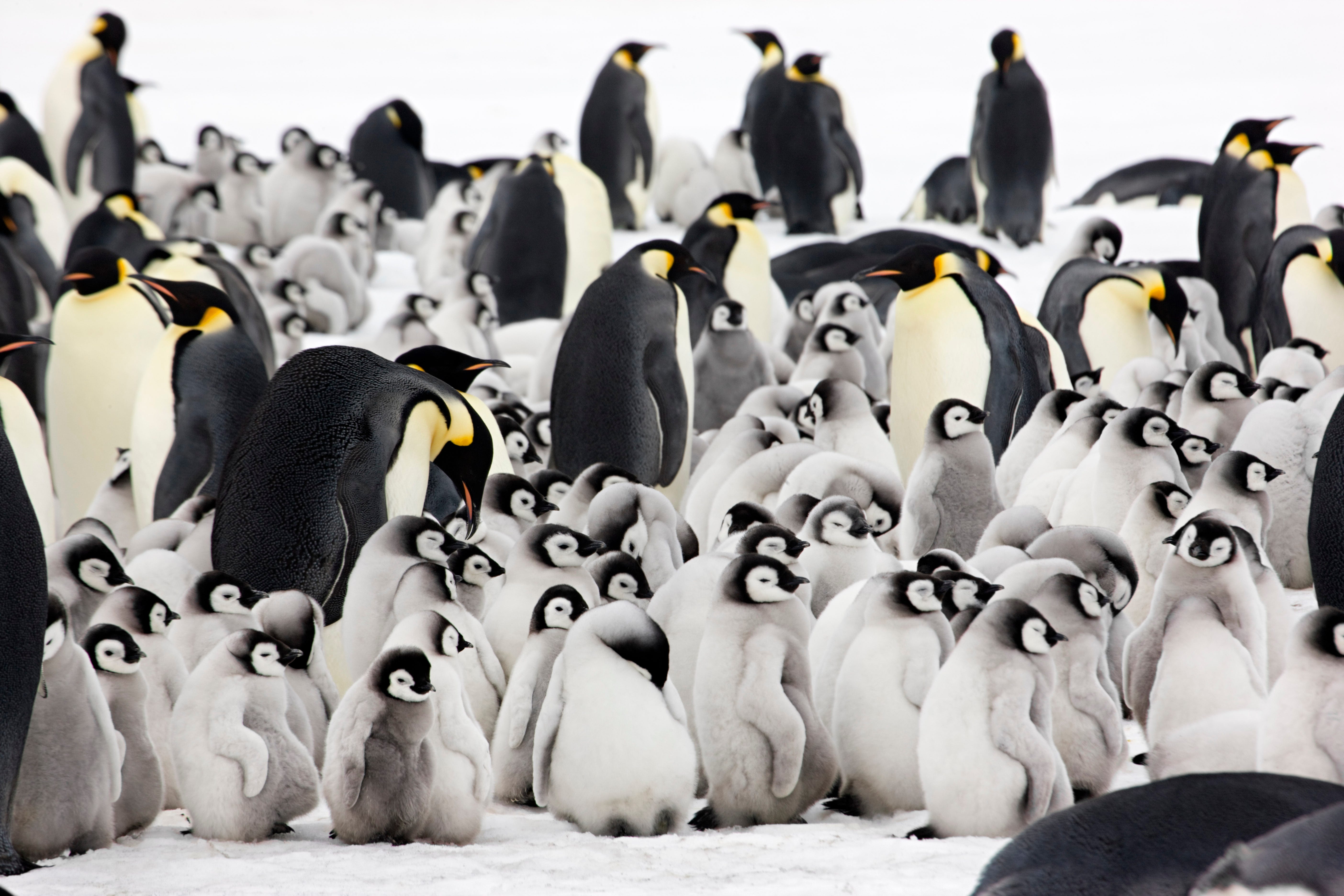 Emperor penguins: New book showcases impossibly cute animals