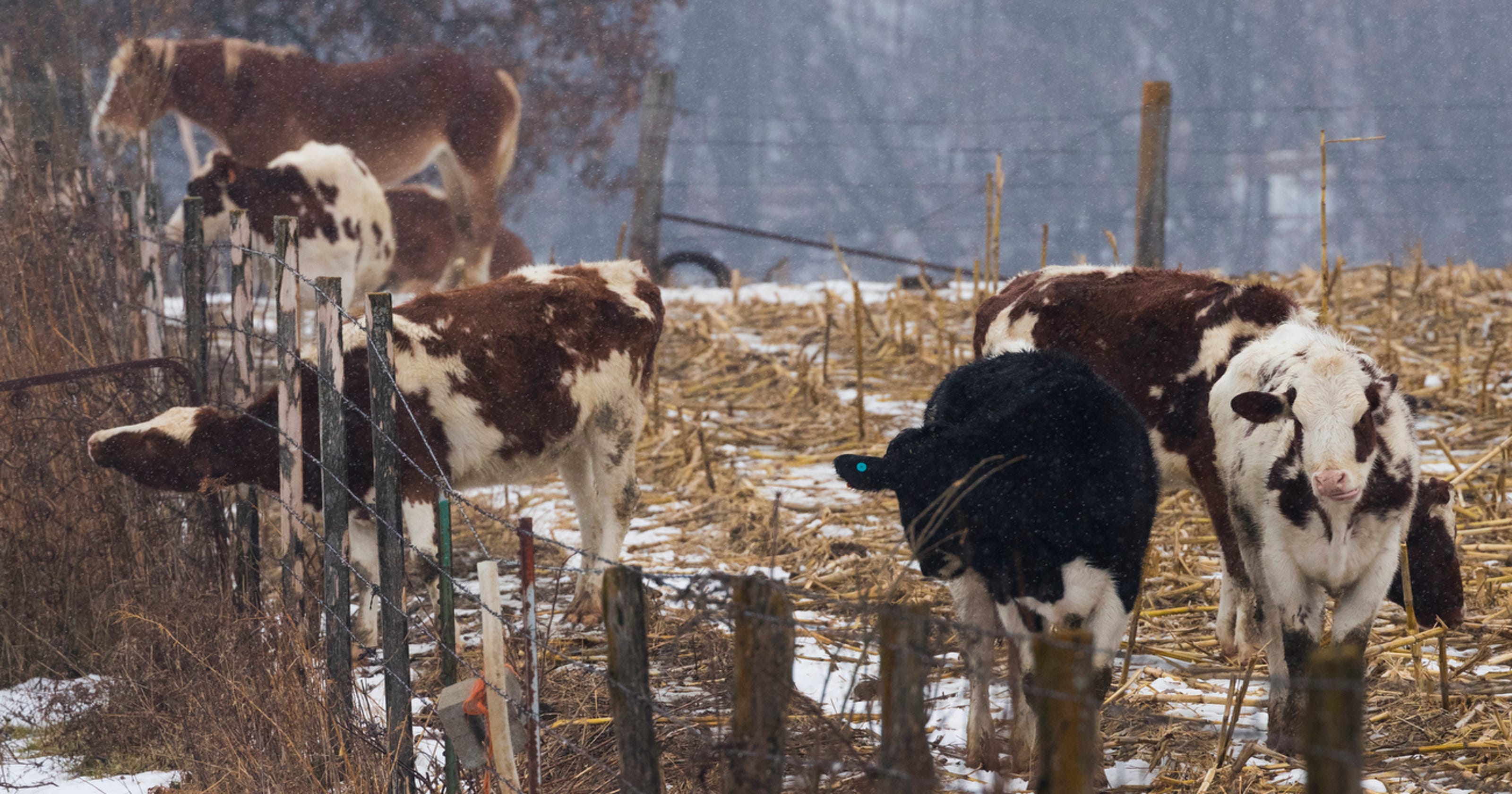 Amish, other Wisconsin dairy farmers, find milk buyers at last minute