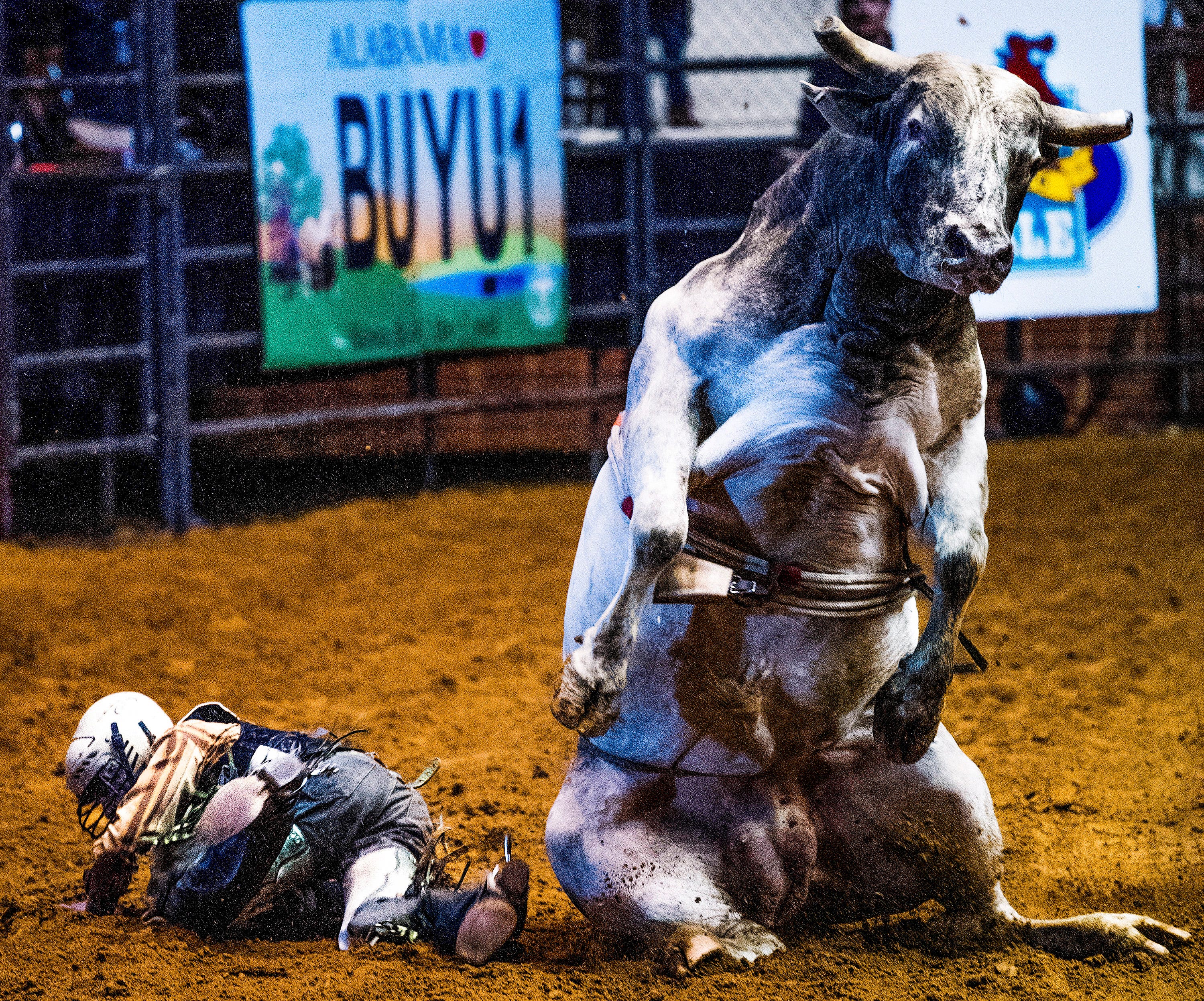 Broncos, barrels and bulls: SLE Rodeo rolls in Thursday