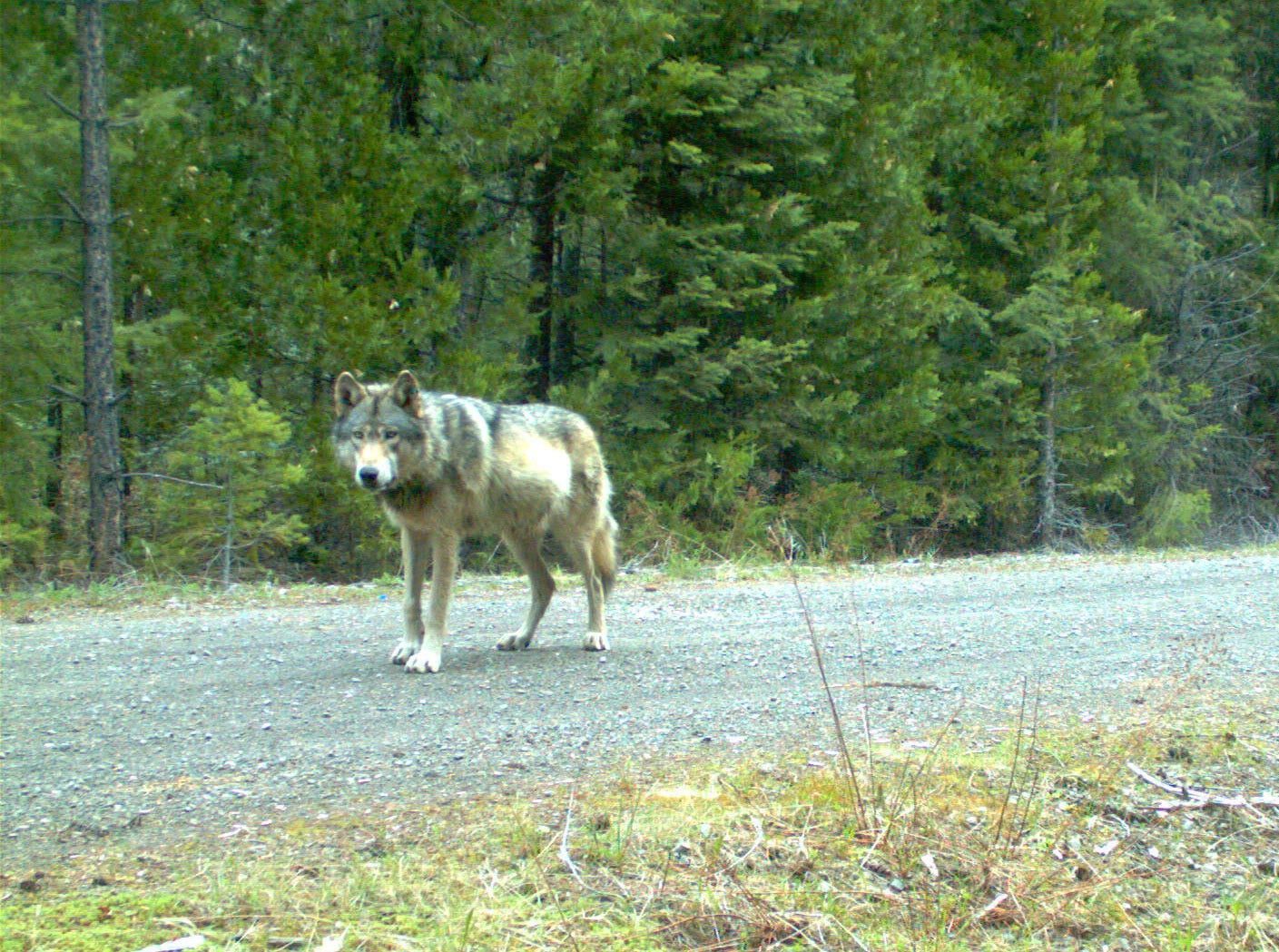Oregon Wolves: OR-7 was the most famous wolf in the West