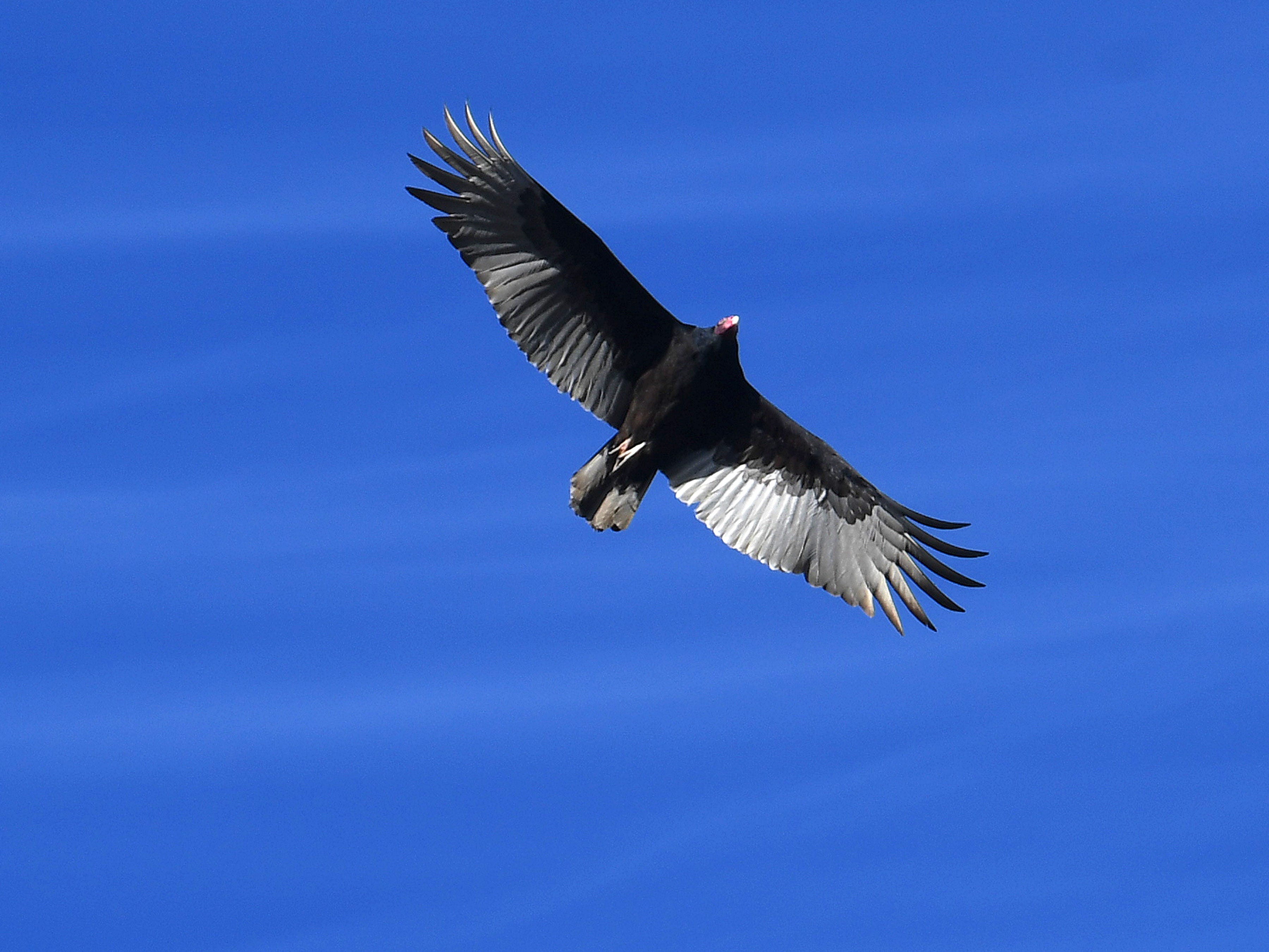Vultures make Shenandoah Valley permanent home and vacation spot