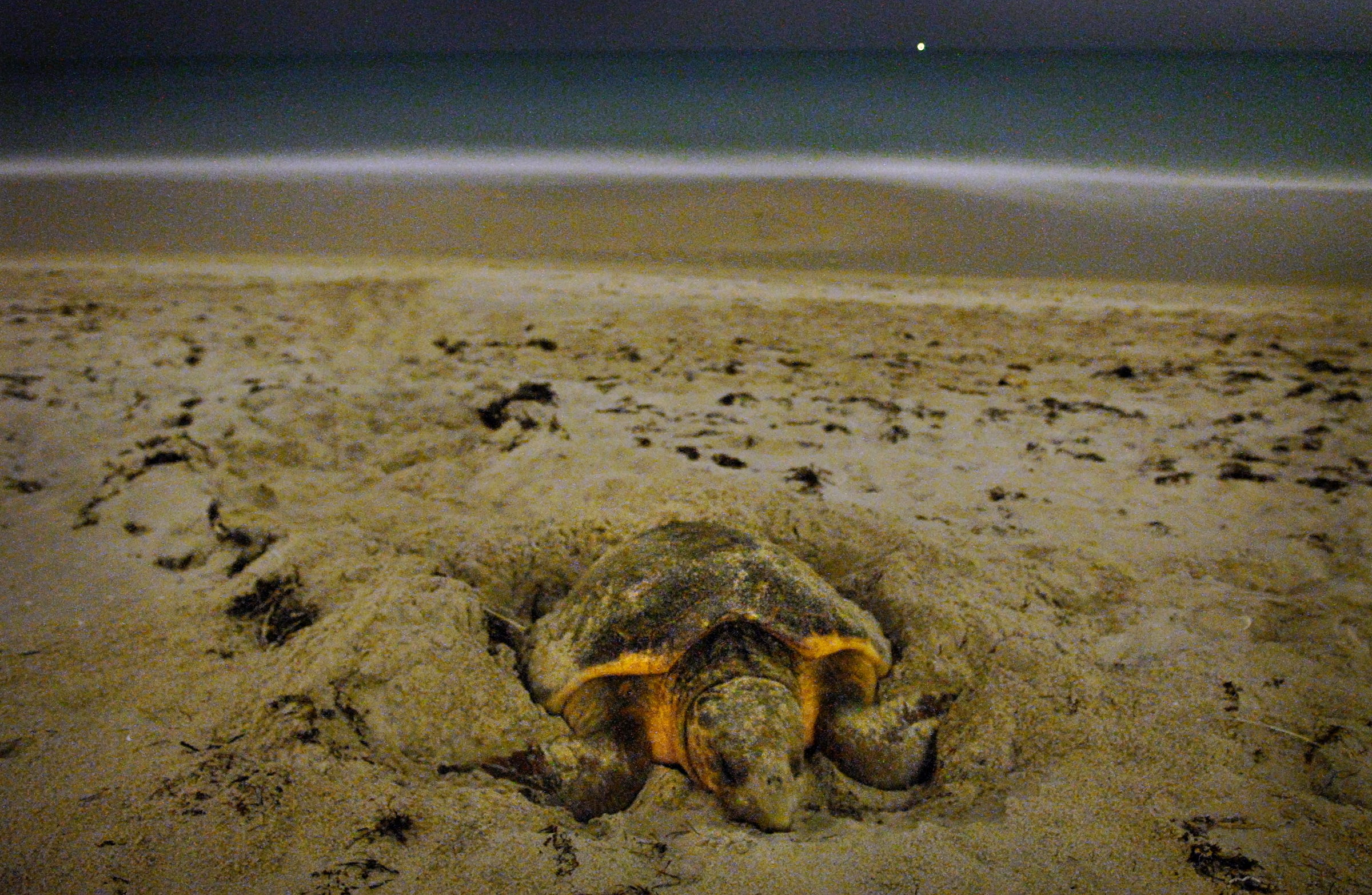 Sea Turtle Digging Nest