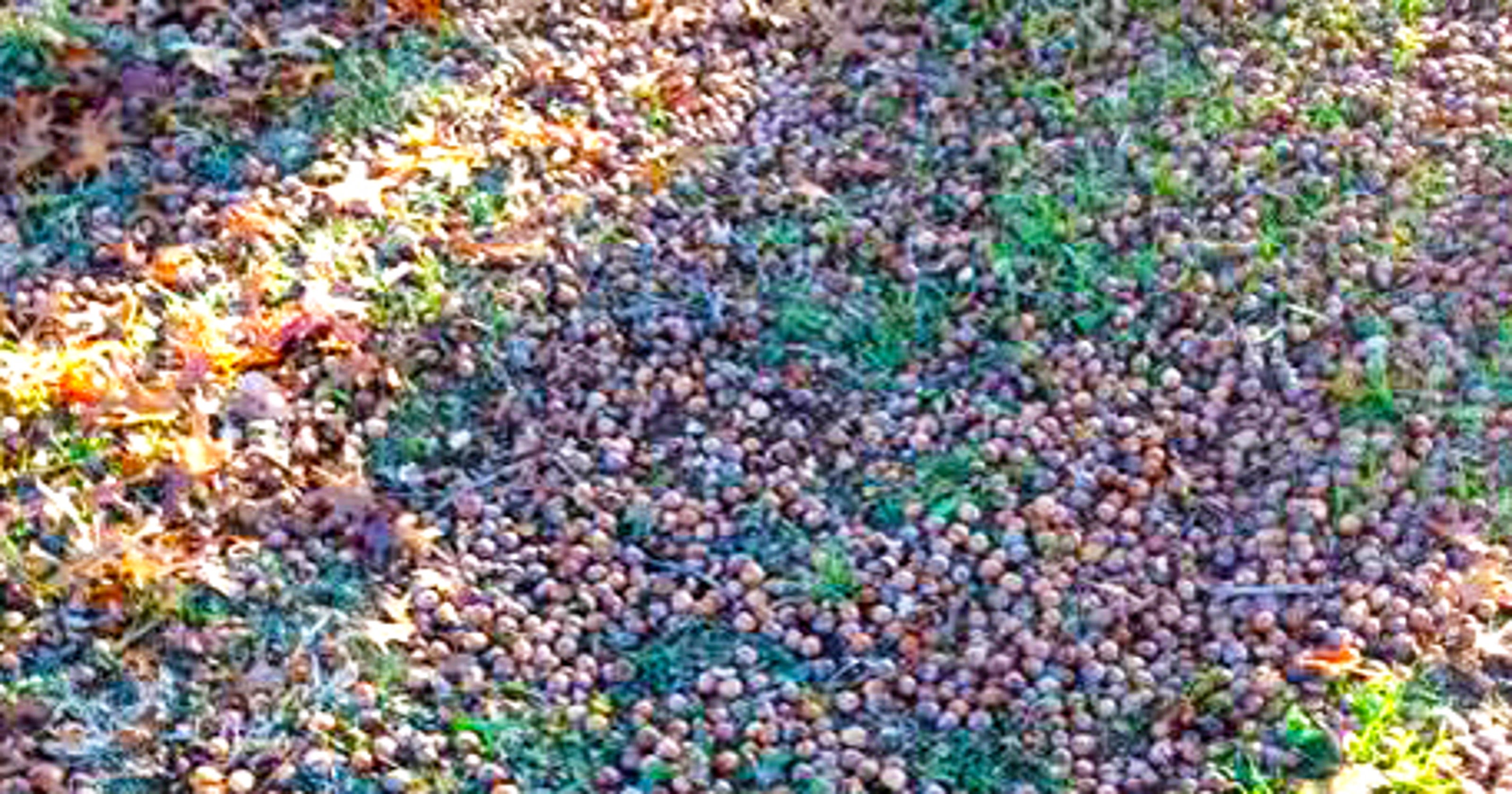 Take care when raking acorns out of grass