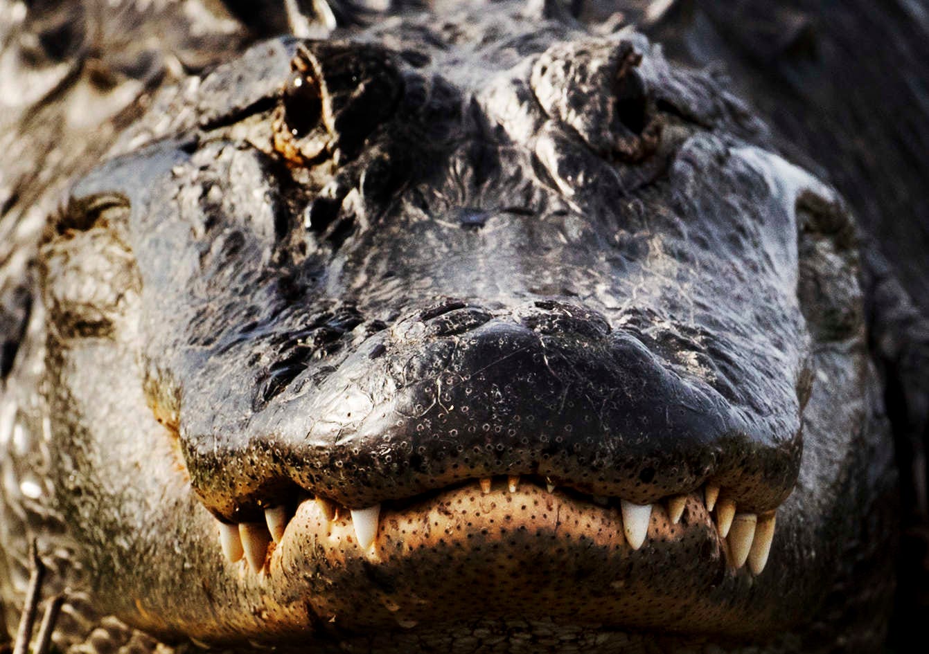 Florida creatures to send chills down your spine, give you a Halloween ...