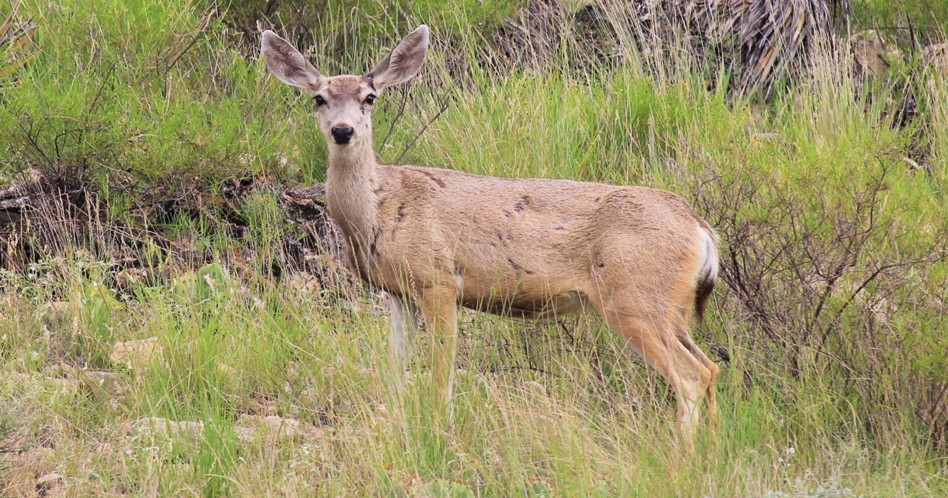 Mule deer easily mistaken for white-tailed cousins