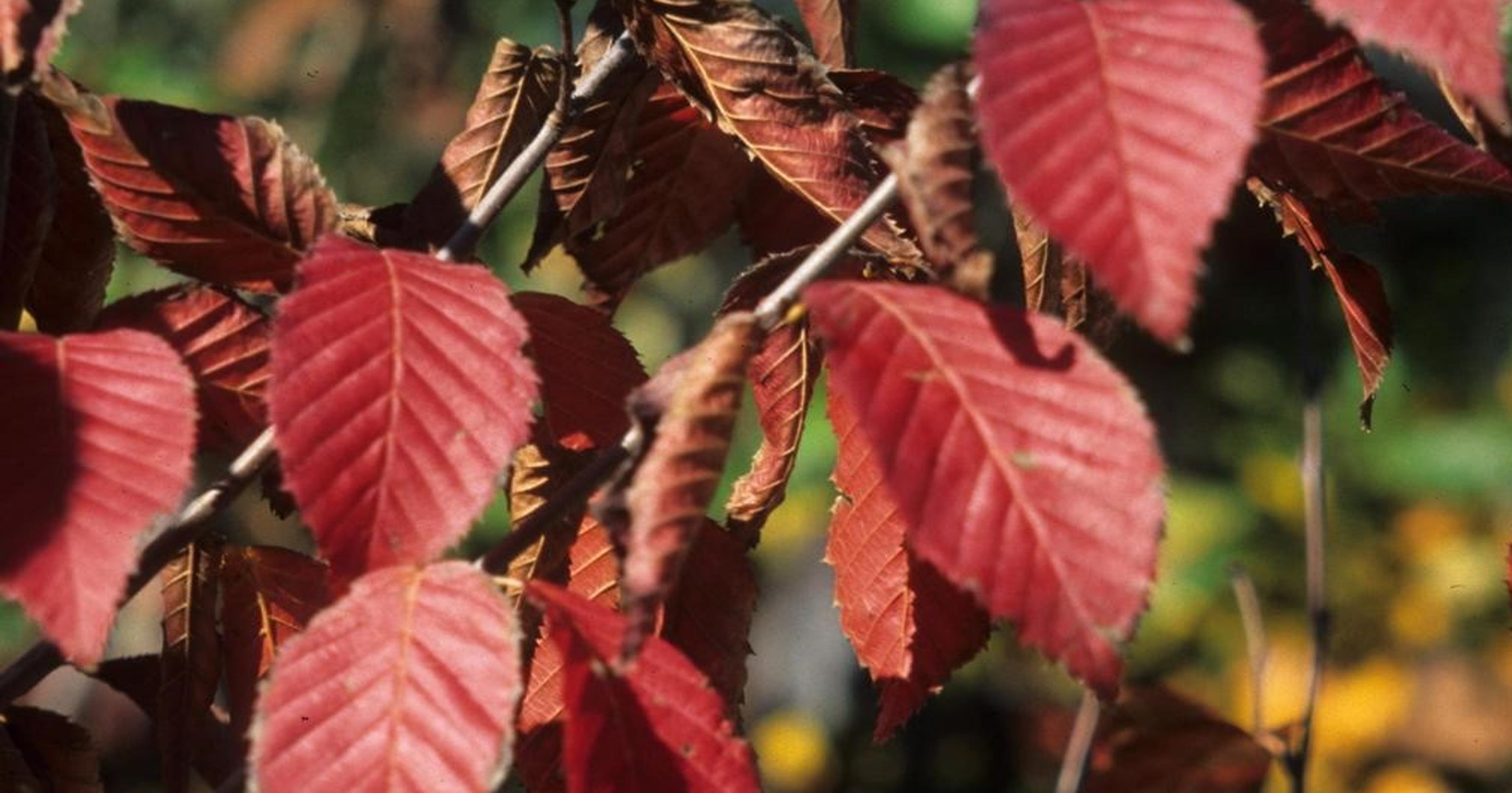 Plant a blue beech tree for the new year