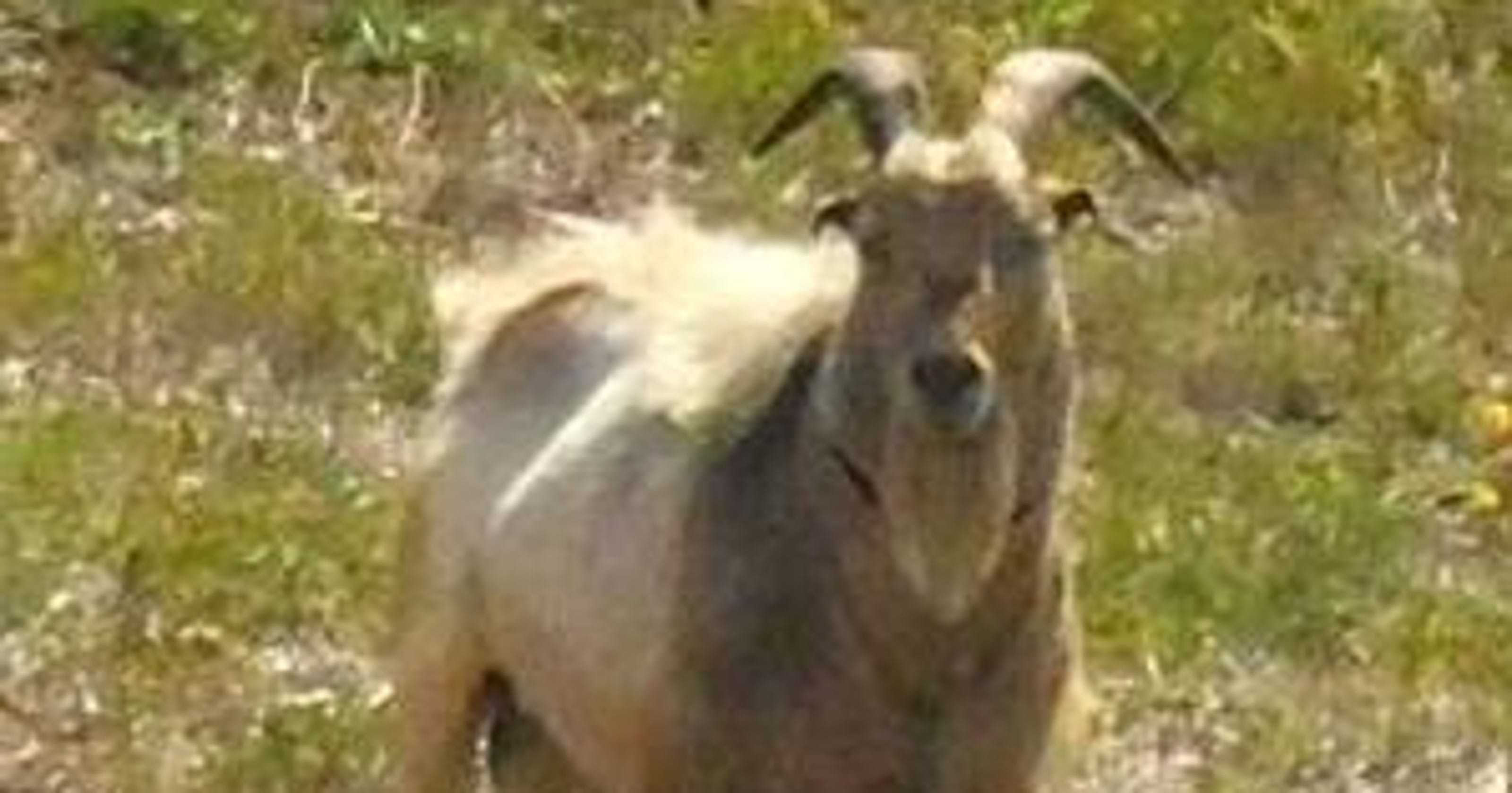 Kentucky's I-65 goat Houdini moves to wildlife sanctuary