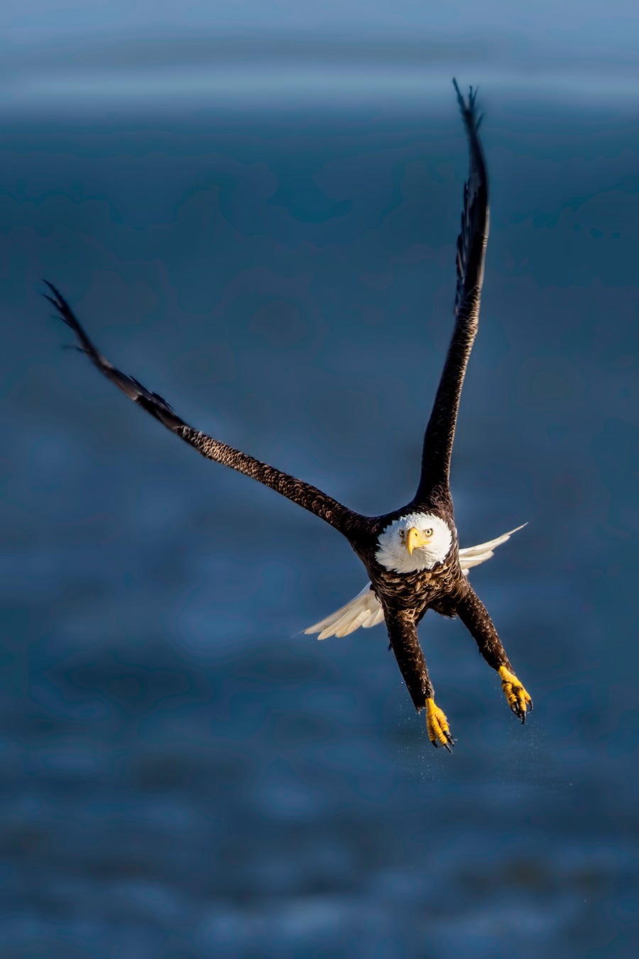 Bald eagles in NJ up from 1 nest to 204; here's where you can see them