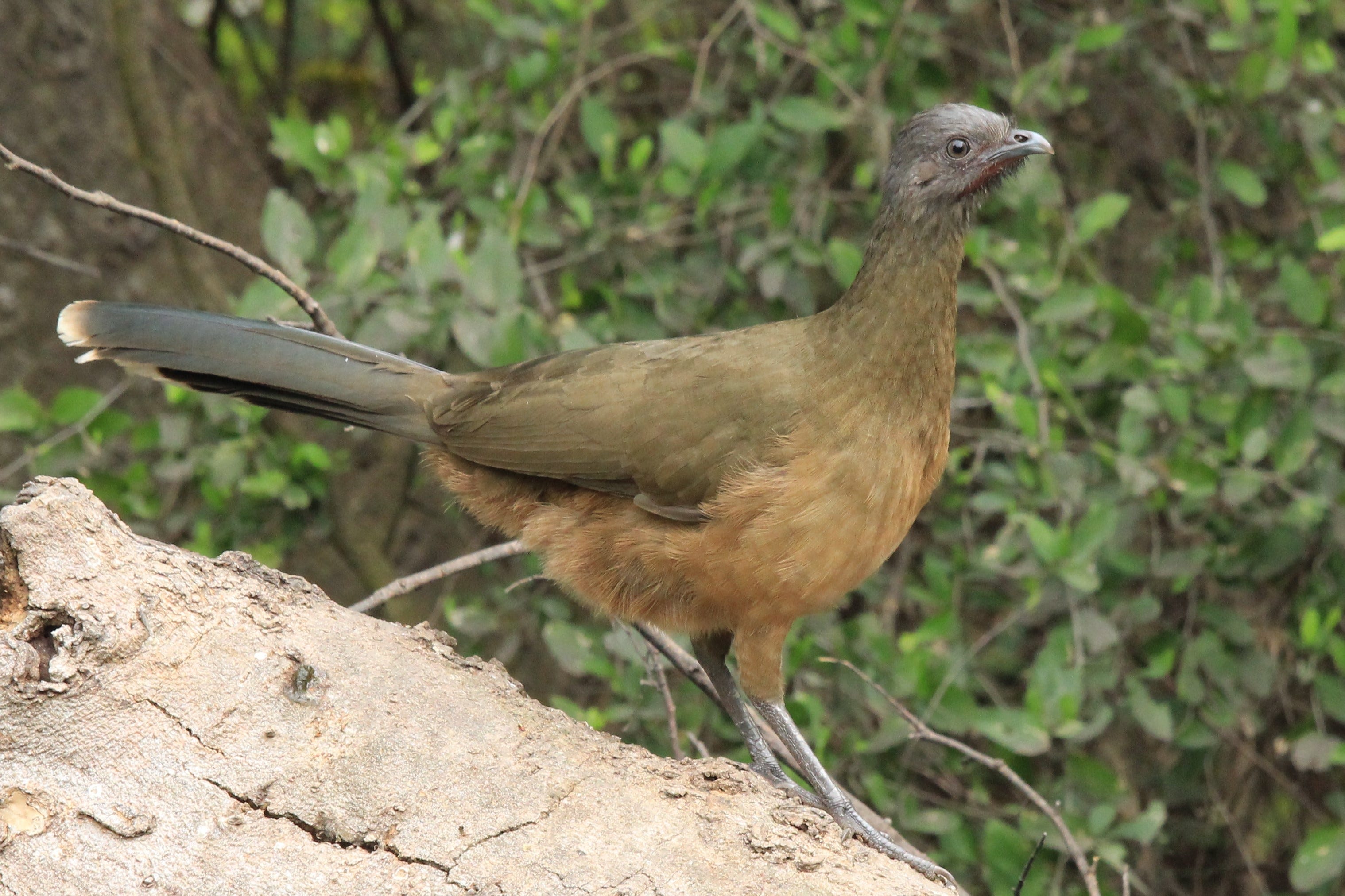 Plain chachalaca can only be seen in South Texas
