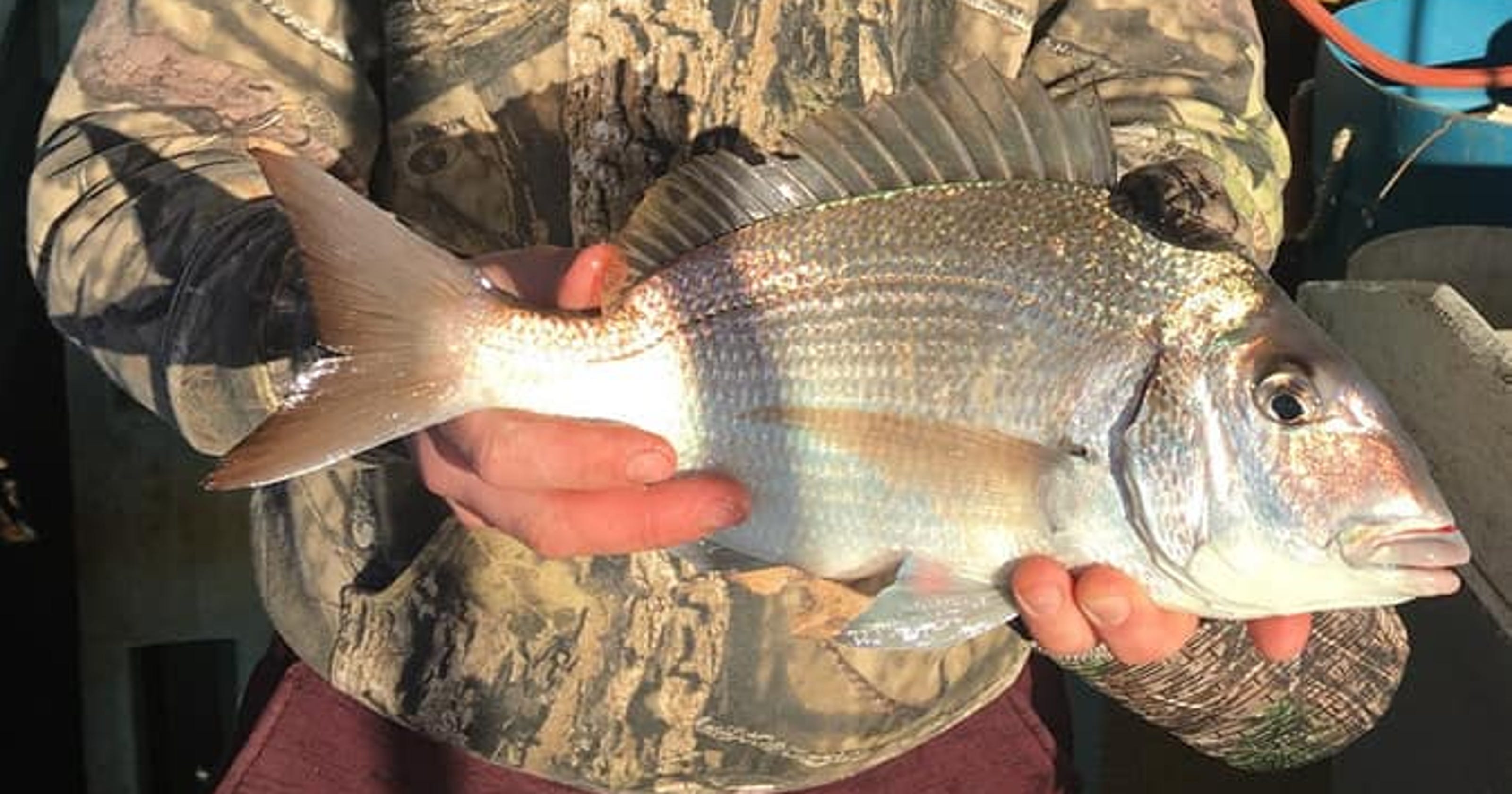 Offshore fishing: porgies show no signs of slowing down