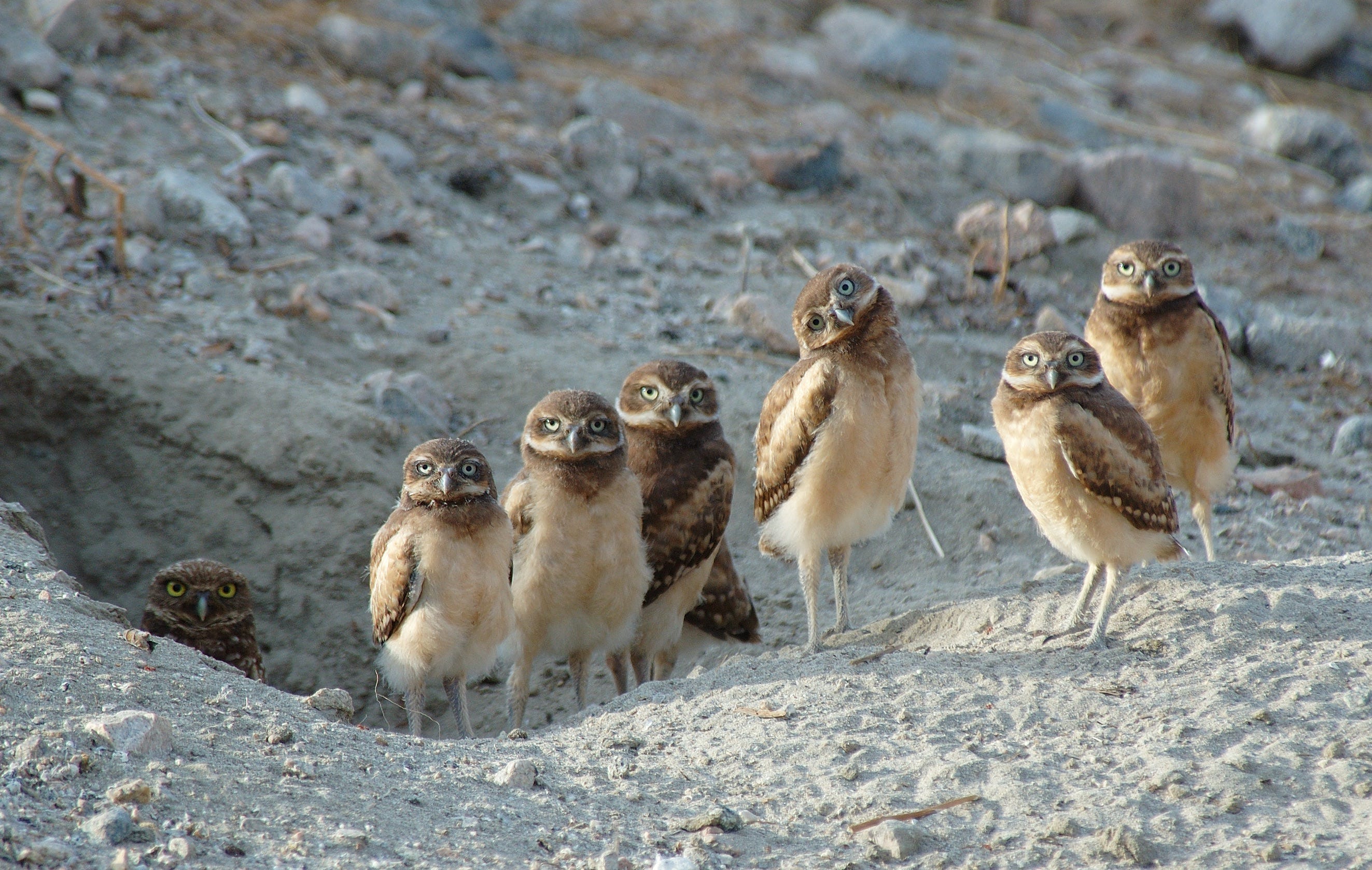Burrowing owls find their own way to stay cool in California desert