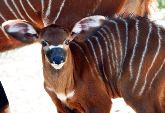 Baby bongo born at Naples Zoo