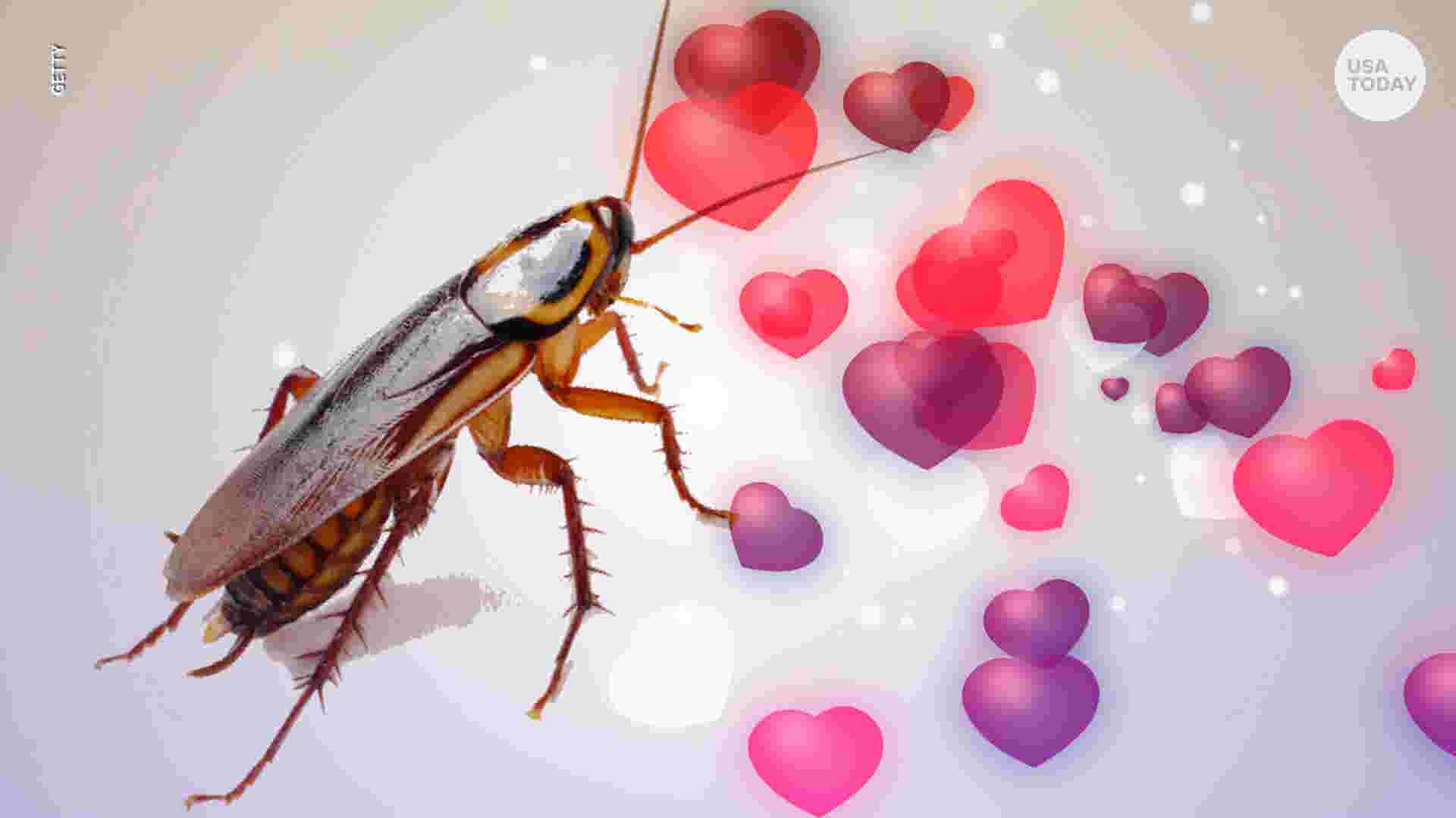 Valentine revenge, name a cockroach after your ex