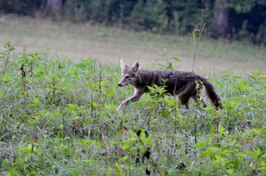 Coyotes are among the problems for Pennsylvania deer