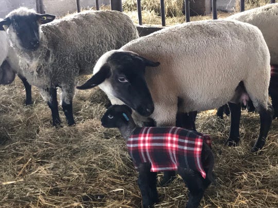 Coats of many colors protect newborn lambs from winter's big chill