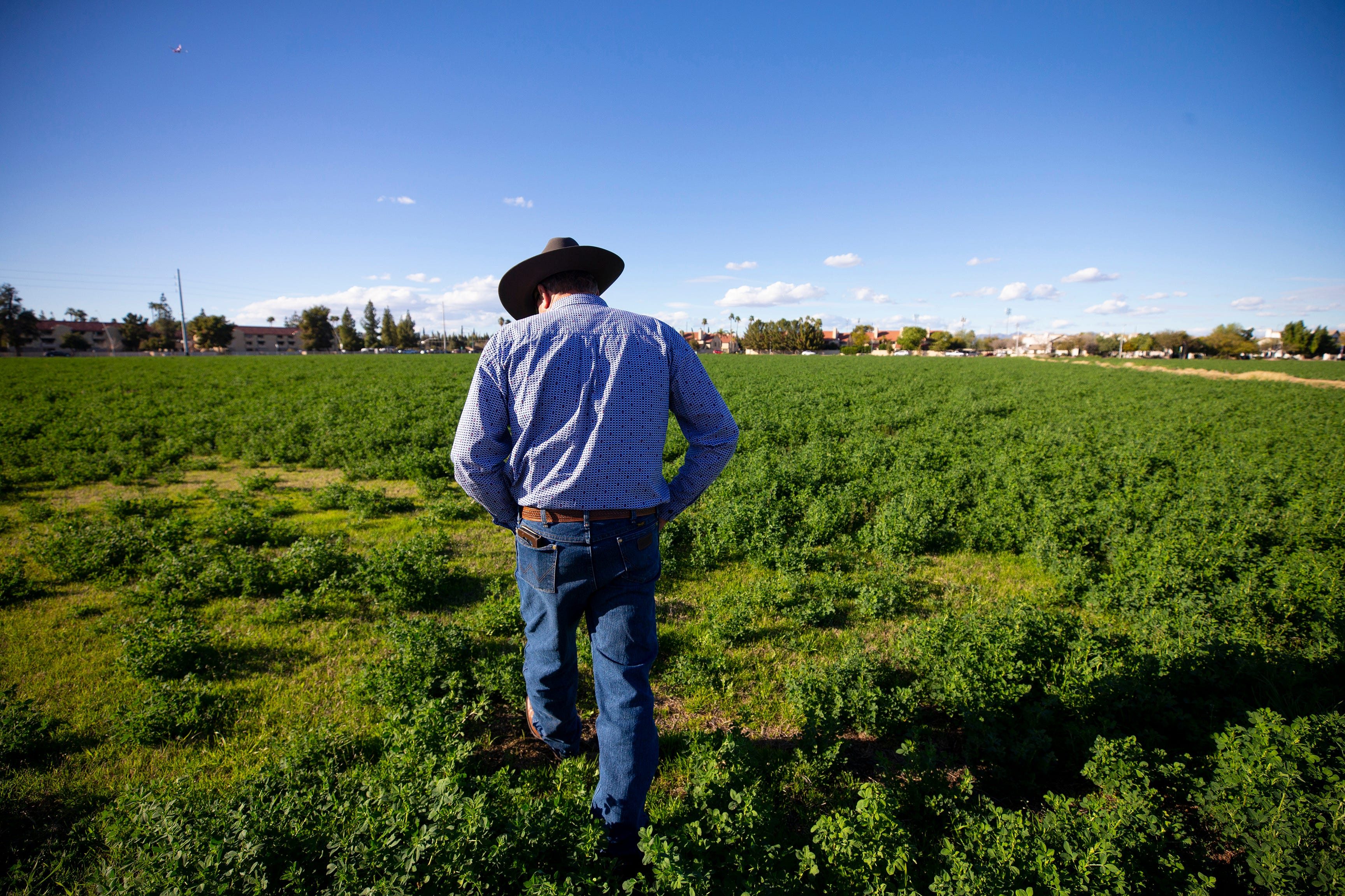 Freeman Farms in Mesa and urban farming