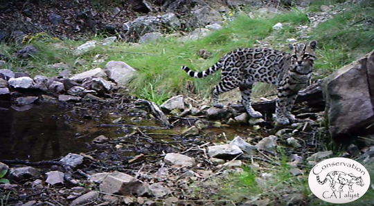 Arizona trail camera spots a rare ocelot