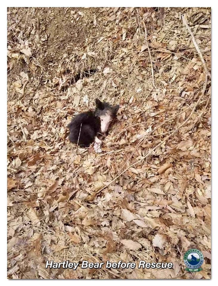 Emaciated bear cub, just 12 pounds, found covered in ticks, missing fur