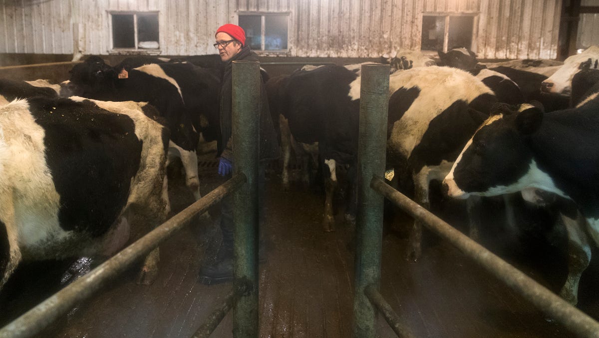 How 4 Wisconsin family dairy farms are fighting to survive