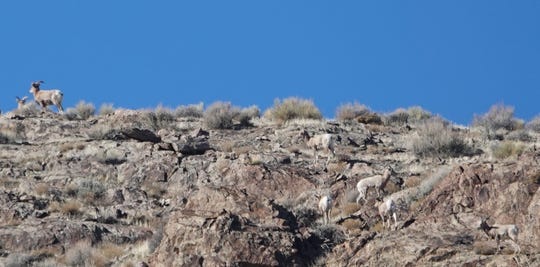 Bombing range could take bite out of prime Nevada bighorn habitat