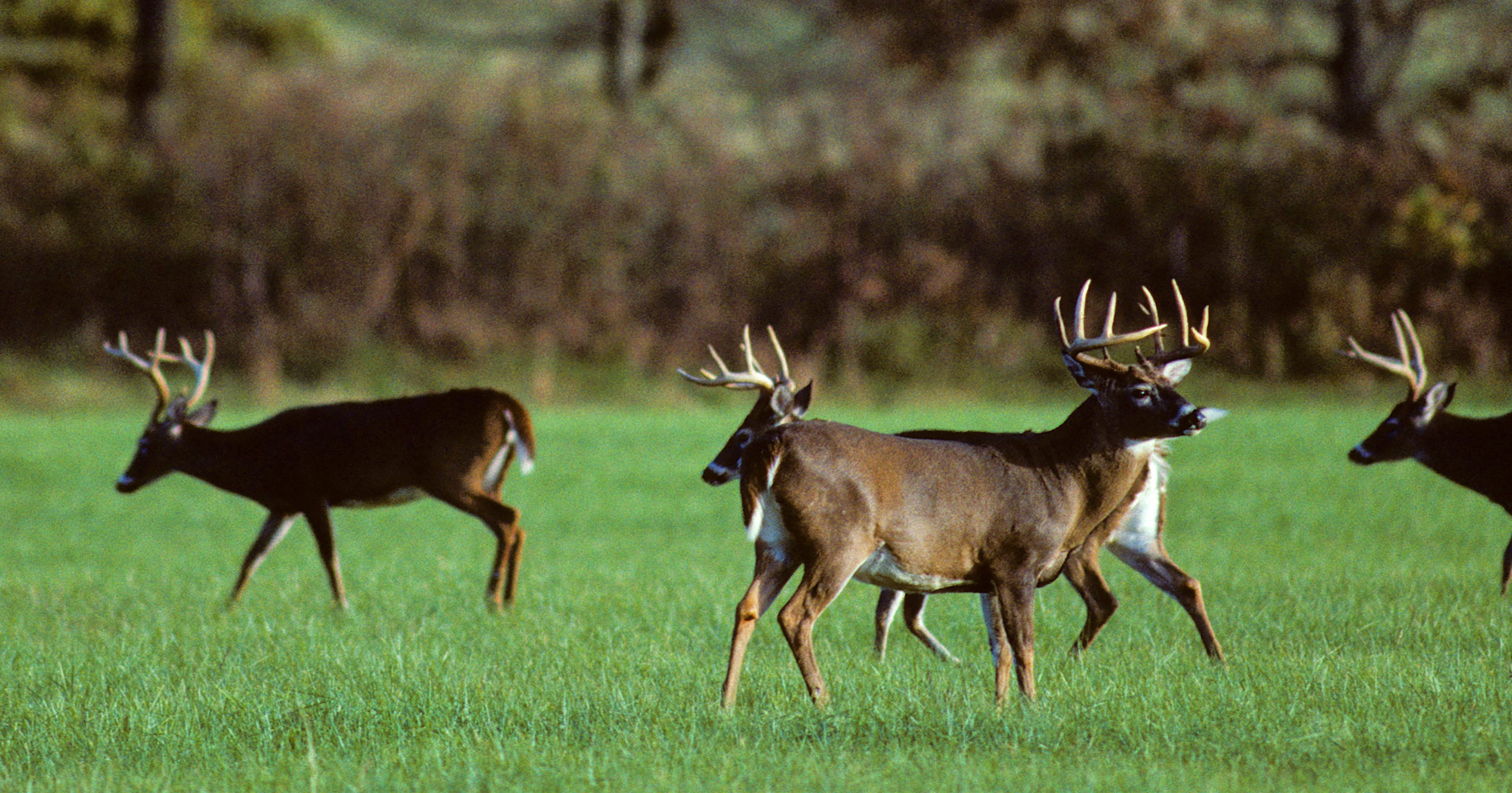 Chronic wasting disease: LSU research has new breakthrough