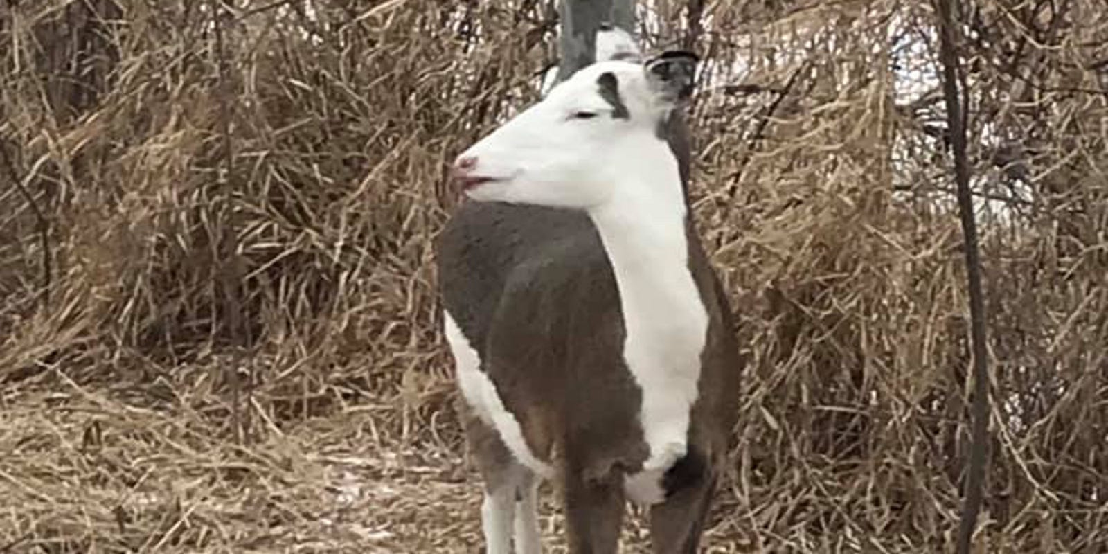 Piebald deer provide rare, handsome twist to whitetail world