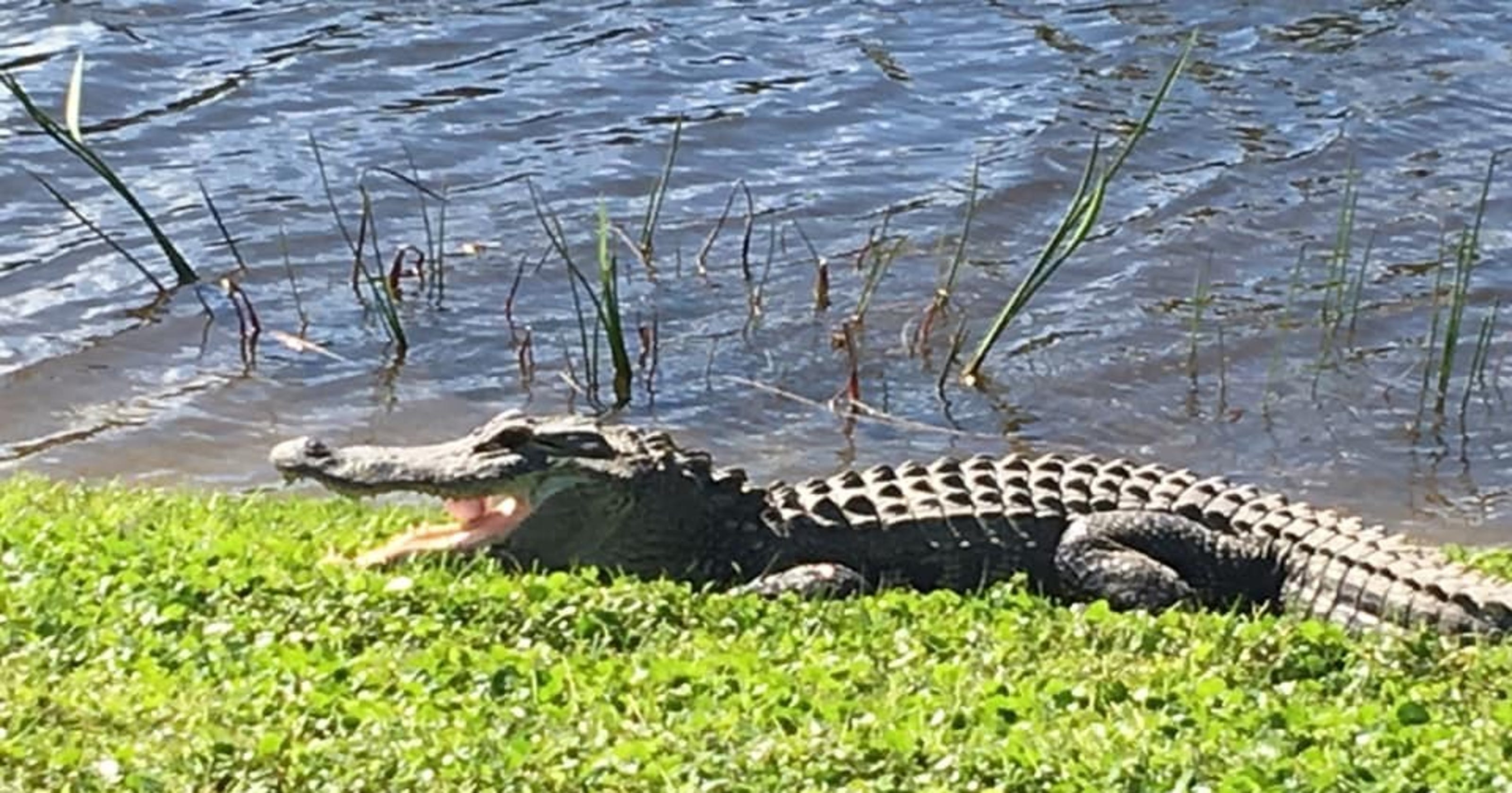 Bonita National Golf Course gator jumps up, catches ball, golfer says