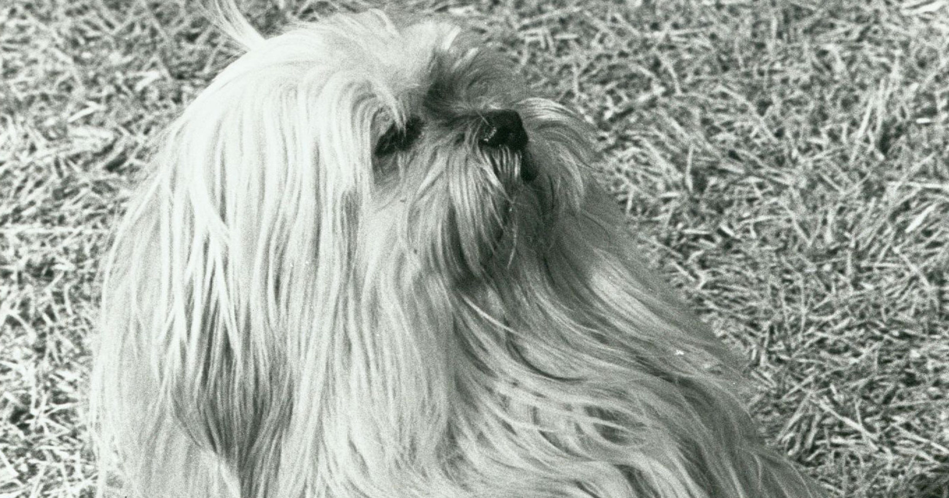 El Paso weather dog Puffy became orphan with Howell Eurich's suicide