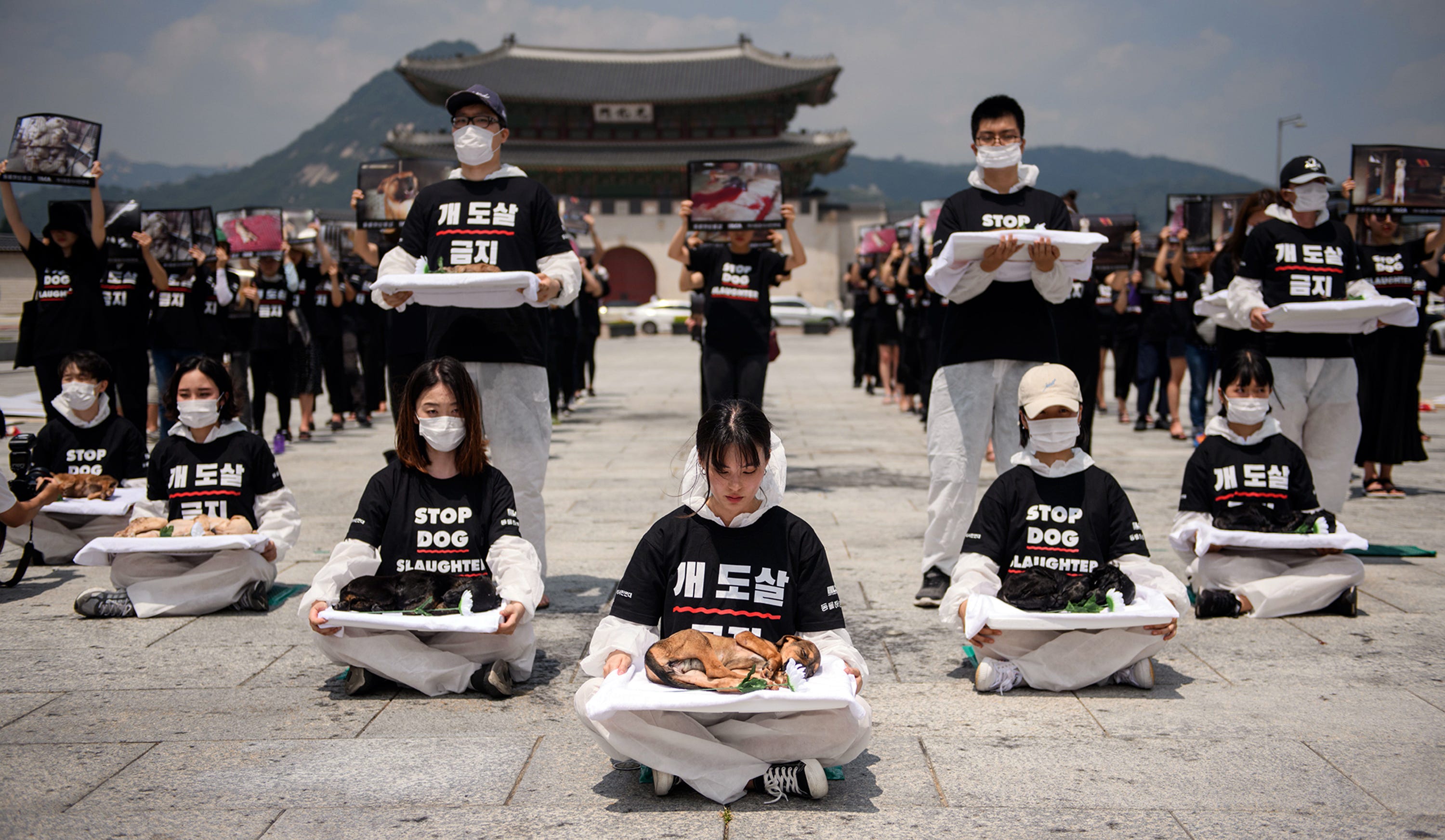 South Koreans eat more than 2 million dogs every year, but that's changing