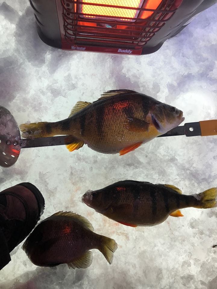 World Record Yellow Perch