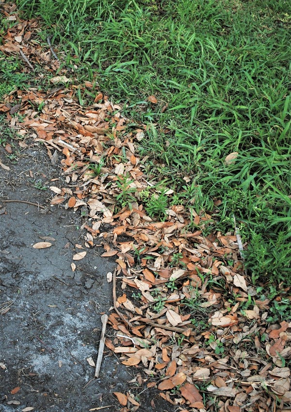 Shedding Oak Leaves Make Great Mulch shedding-oak-leaves-make-great-mulch