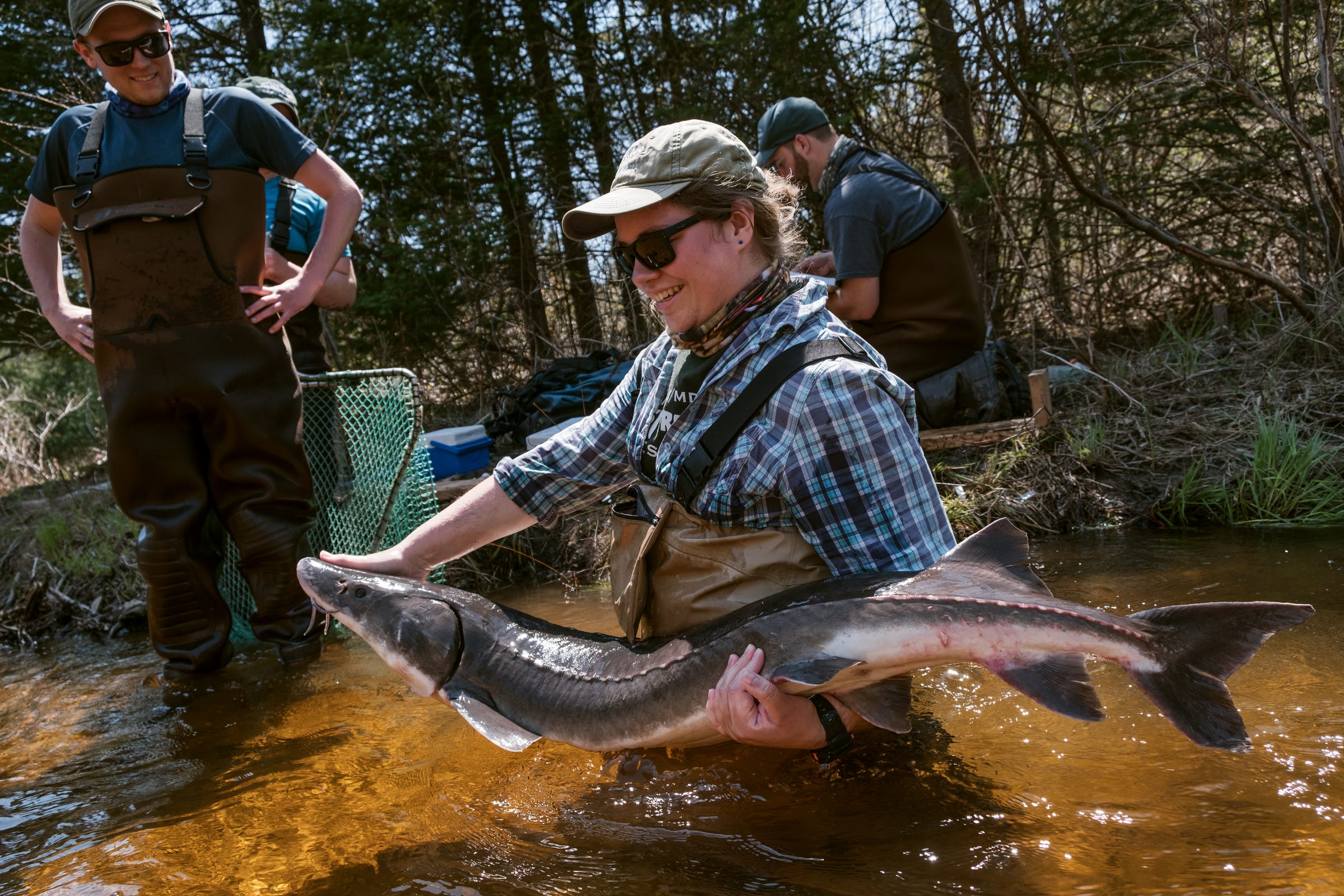 Great Lakes sturgeon could get federal protection