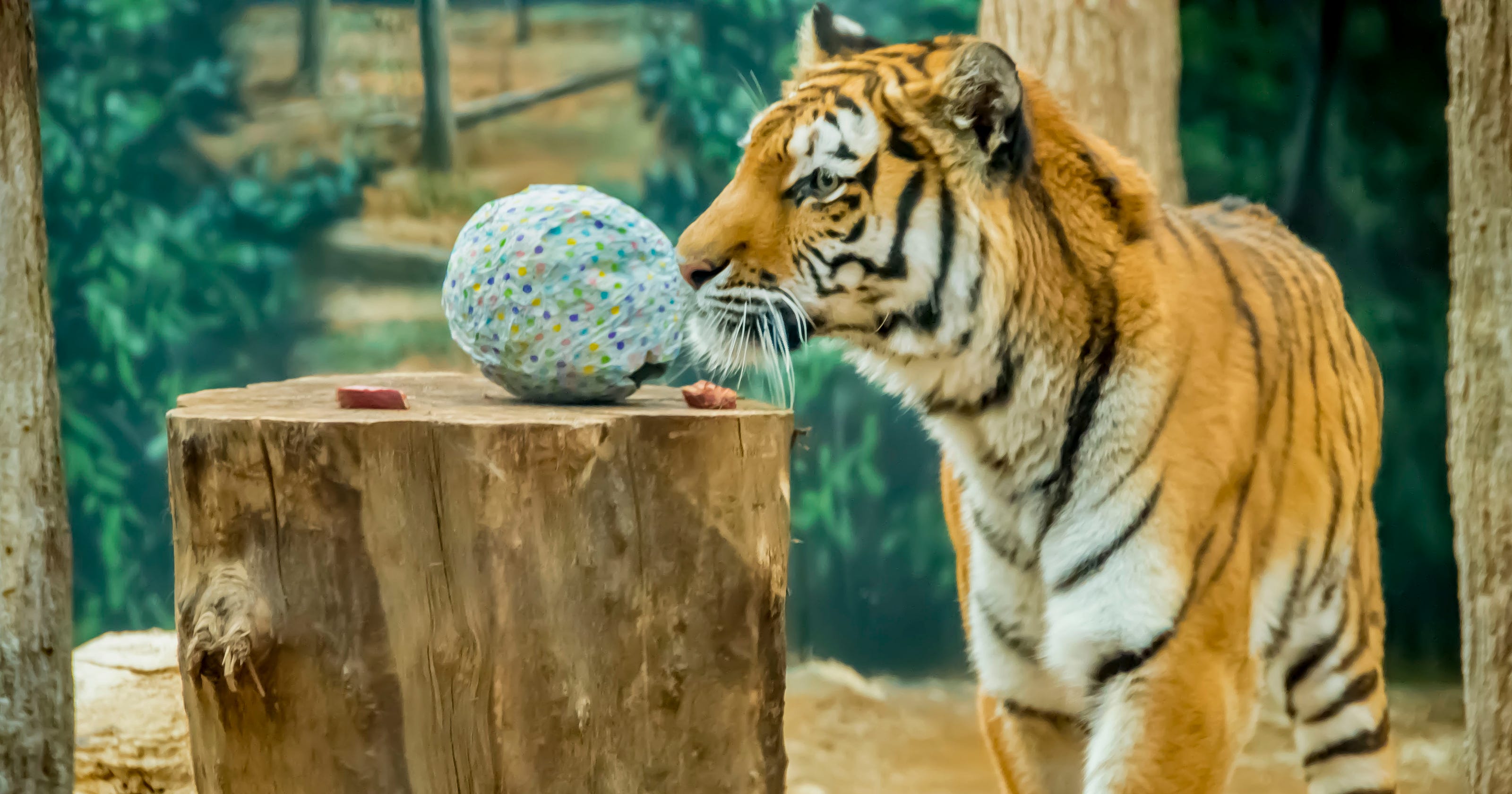 Milwaukee County Zoo: 7 things to see and do in 2019