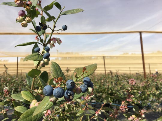One Acre Farm near Camarillo offers U-pick organic blueberries