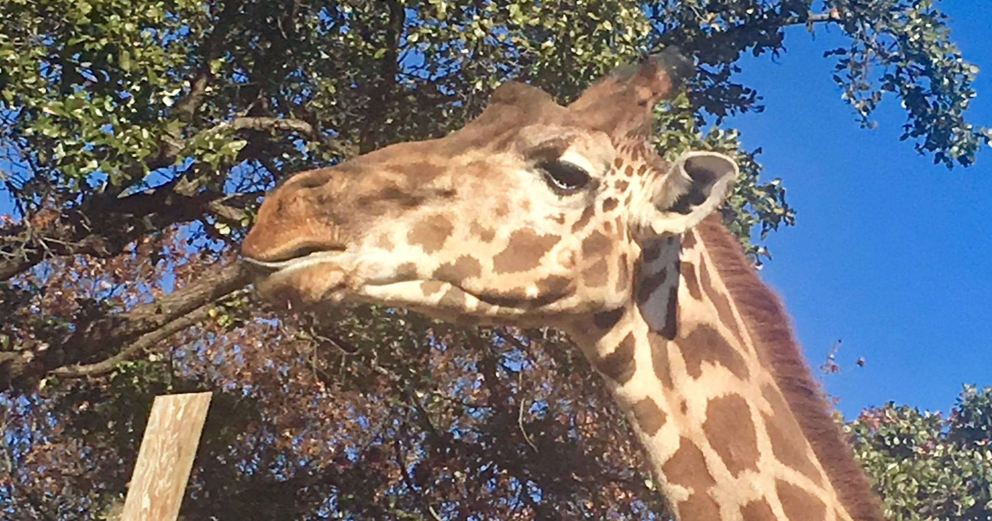 Abilene Zoo places giraffe on hospice care