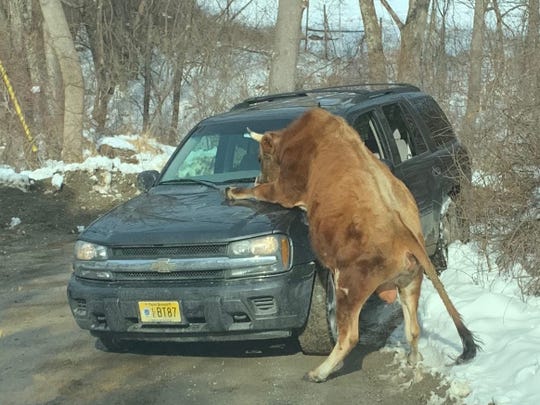 Huge bull attacks cars, injures owners on Sparta street