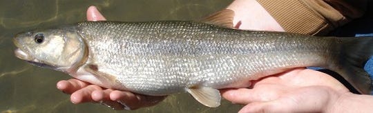 Fish-eating advisory issued for Whiskeytown Lake