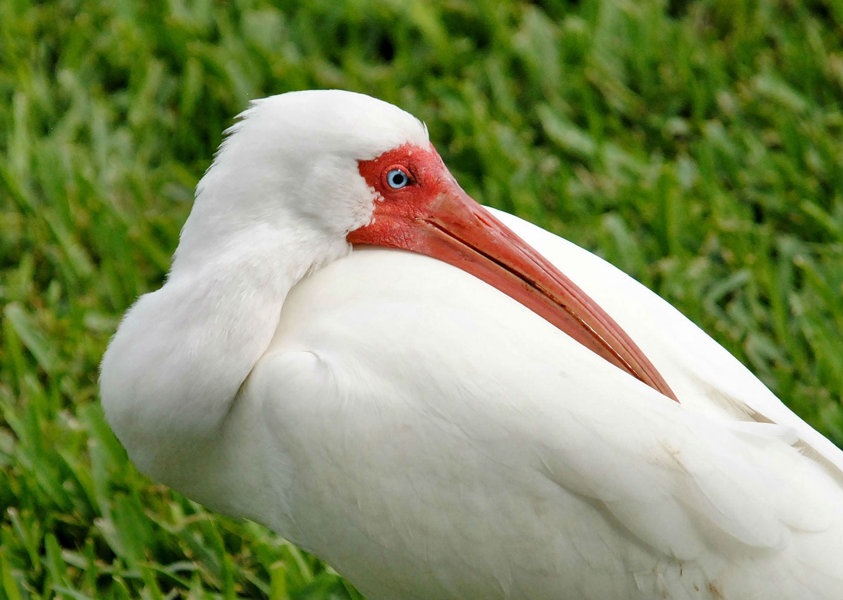 Florida white ibis invade front yards thanks to urban development.