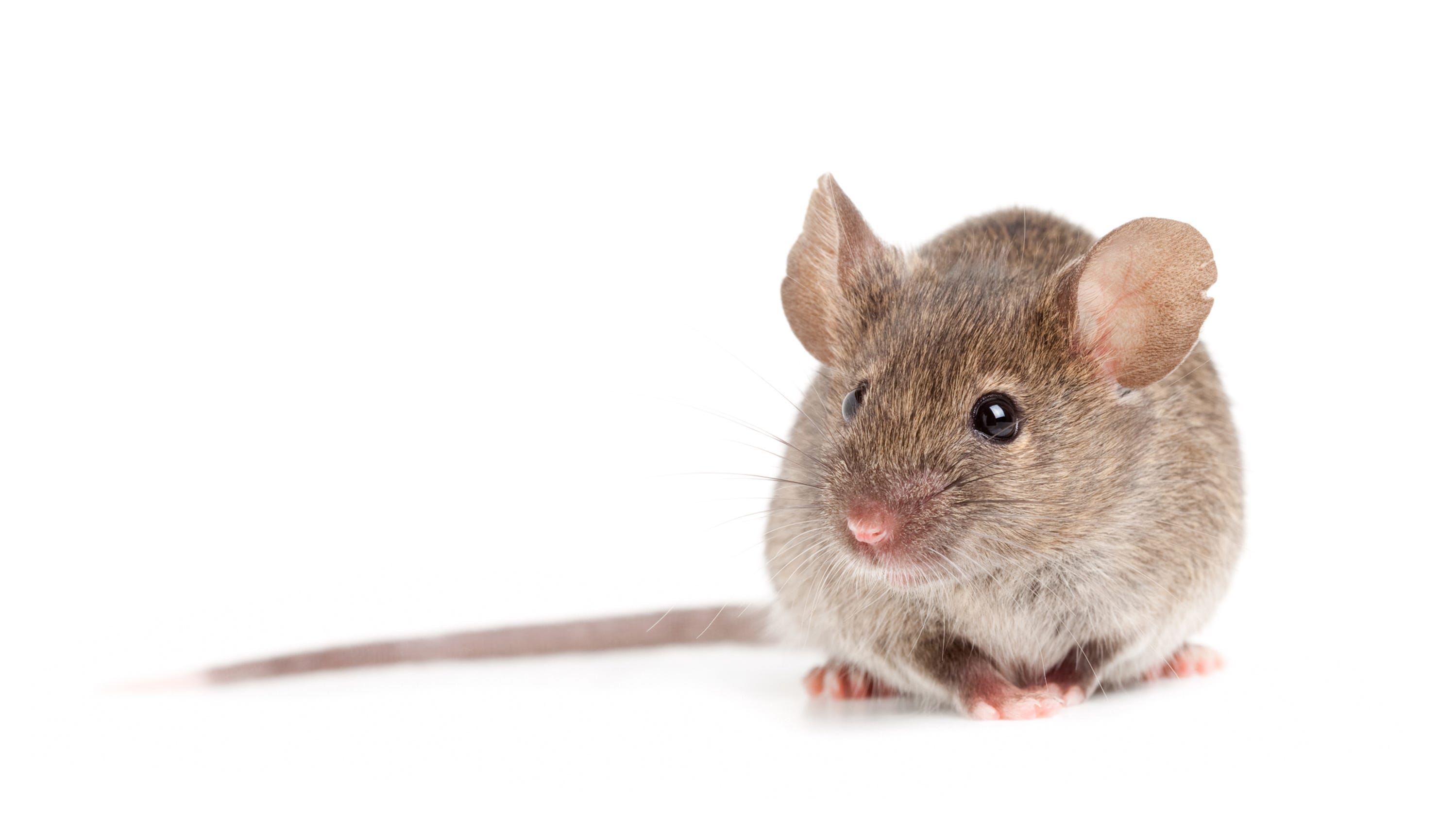 Washoe County reports first case of hantavirus since 2017 Washoe County reports first case of hantavirus since 2017