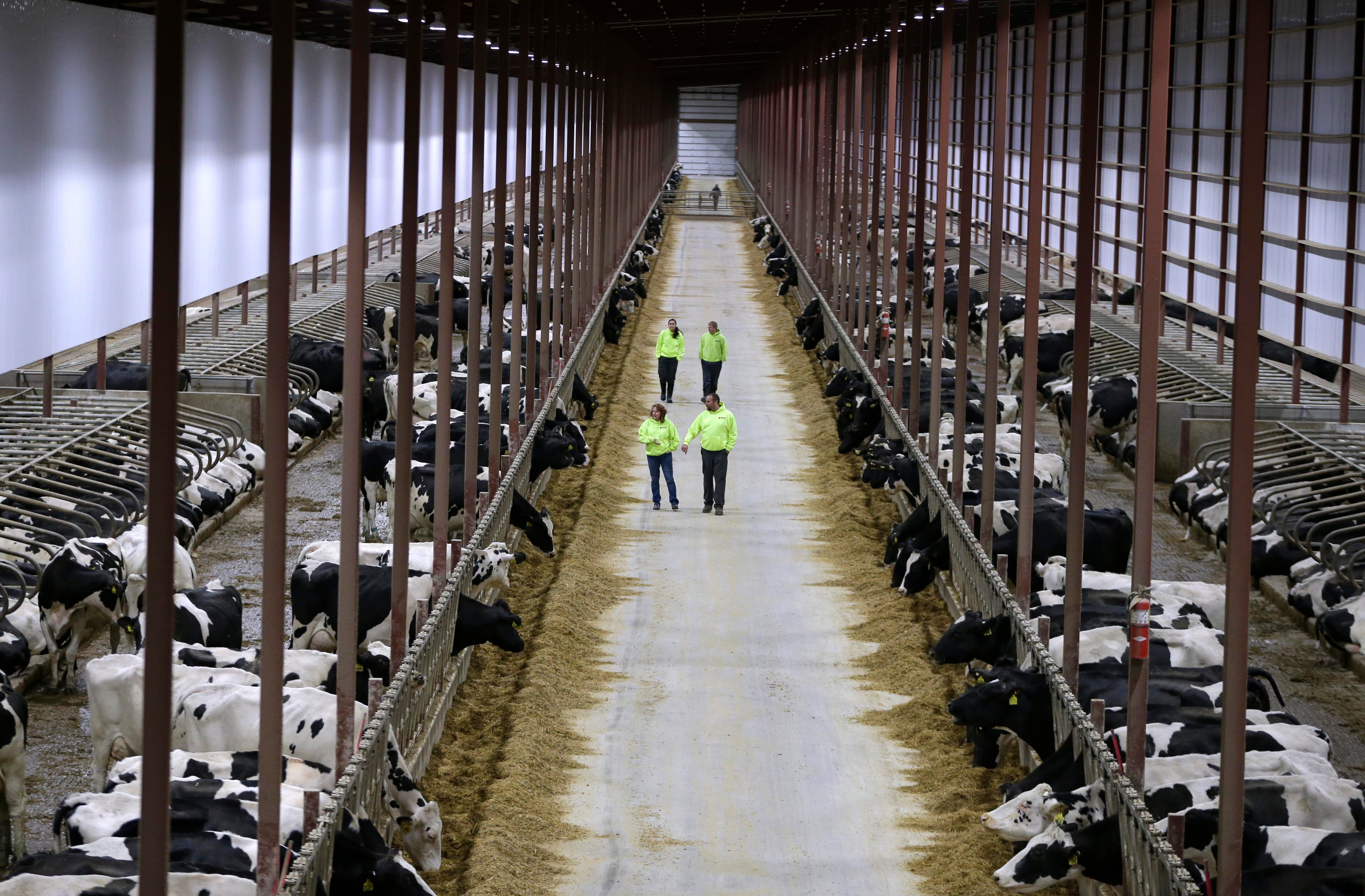 CAFOs are on the rise in Wisconsin. What to know about factory farms