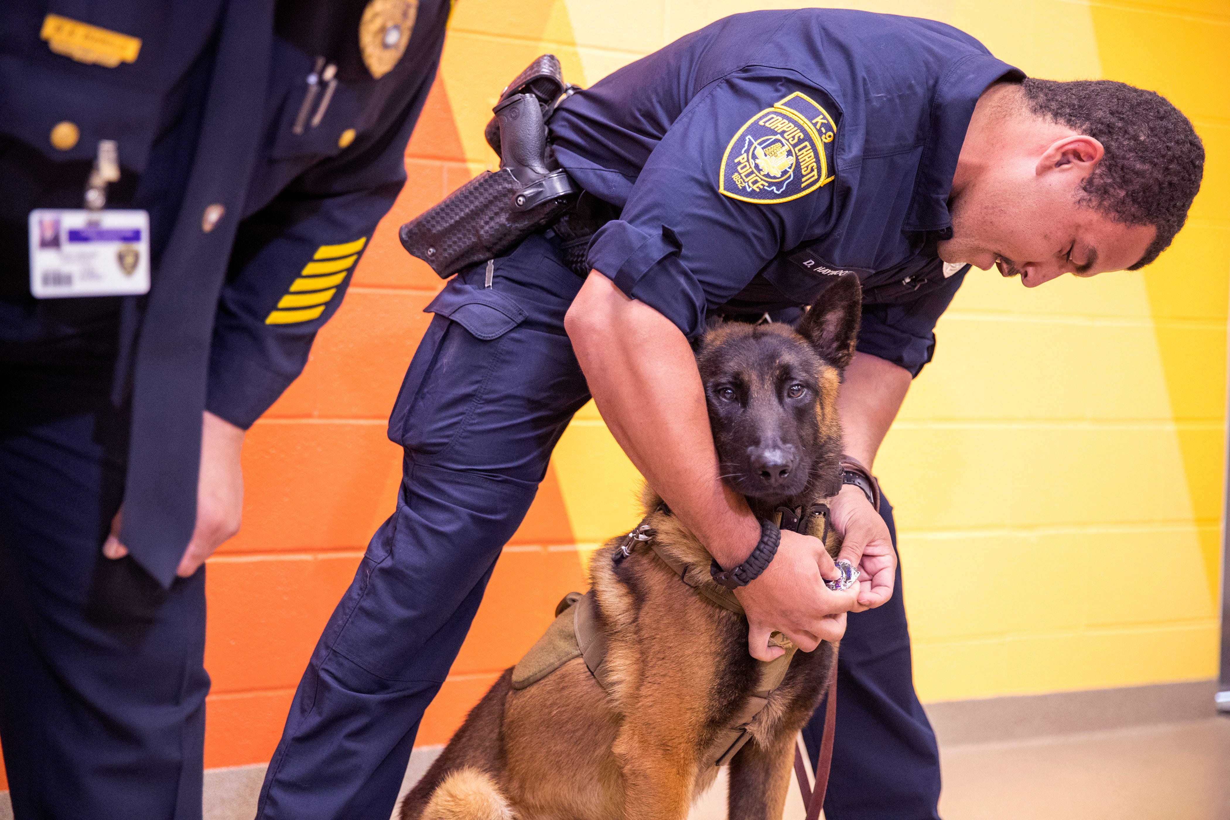 Meet the Corpus Christi Police Department's new K-9 — Officer Damon