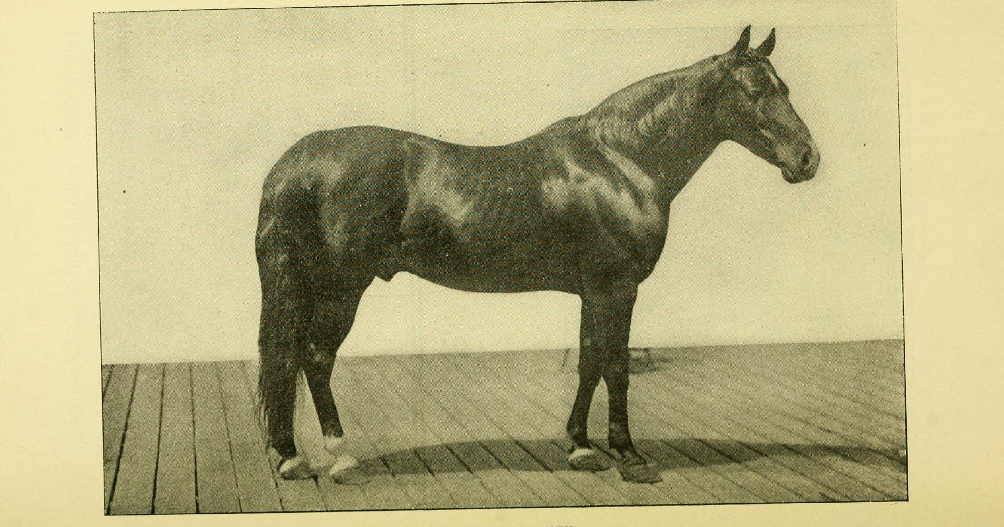 Beautiful Jim Key, the world's smartest horse, and owner William Key